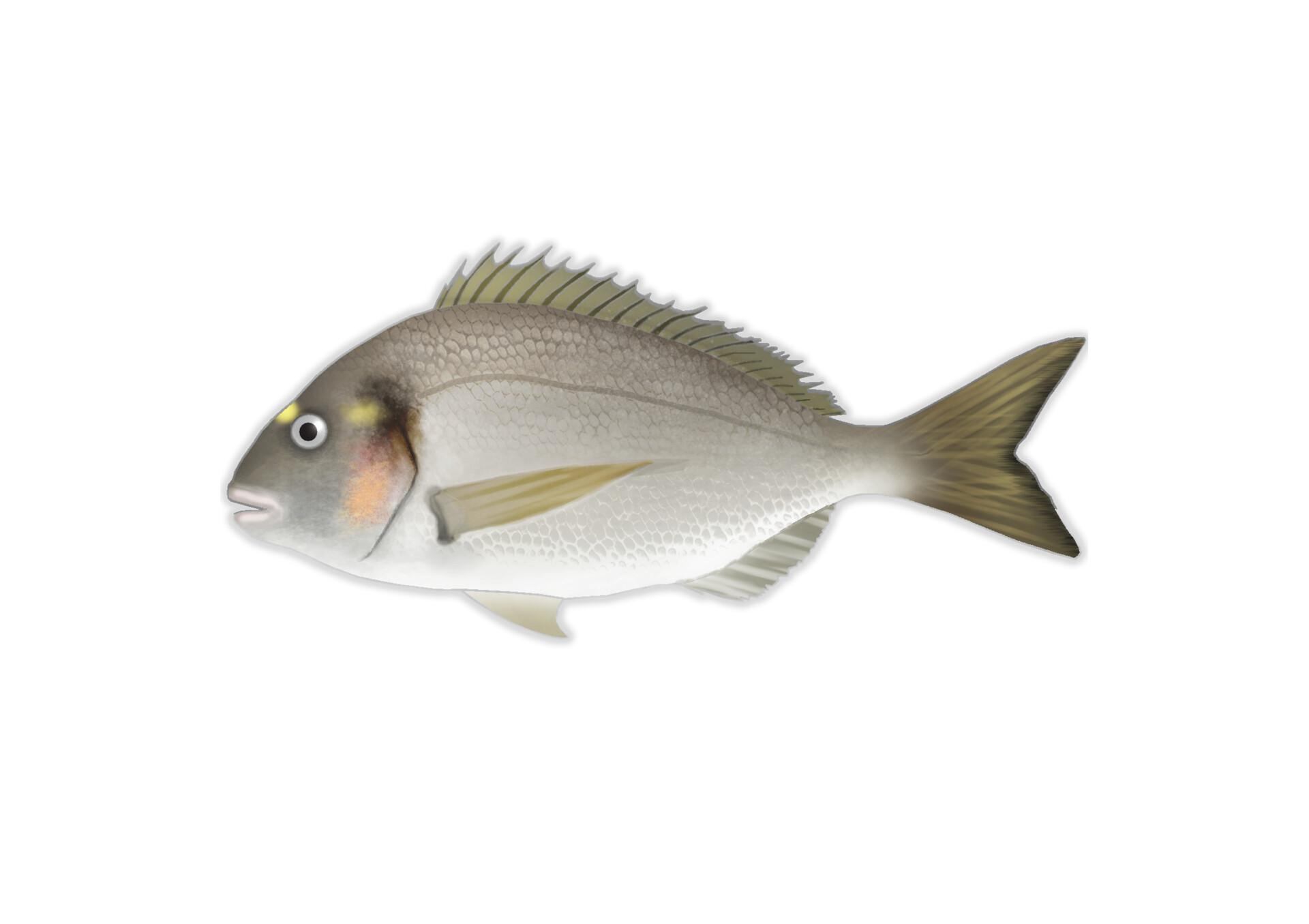 ArtStation - Gilthead seabream fish_Sparus aurata_Digital Draw
