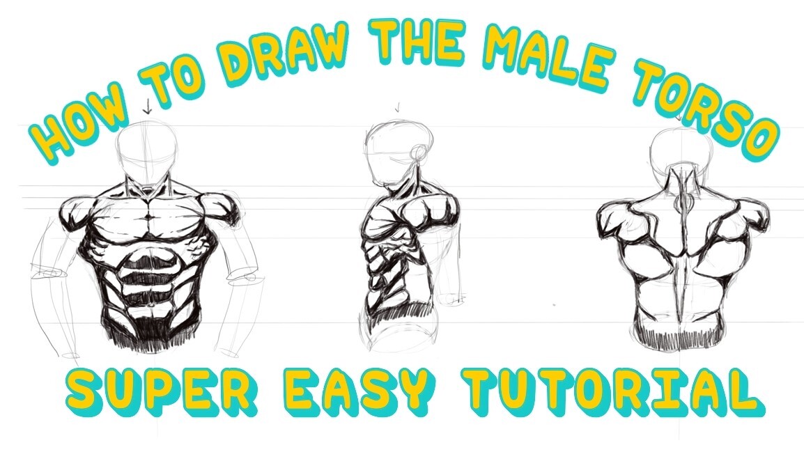 how to draw the male anatomy
