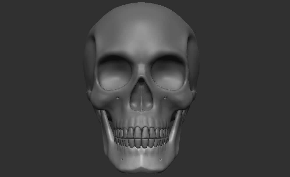 ArtStation - Human Skull