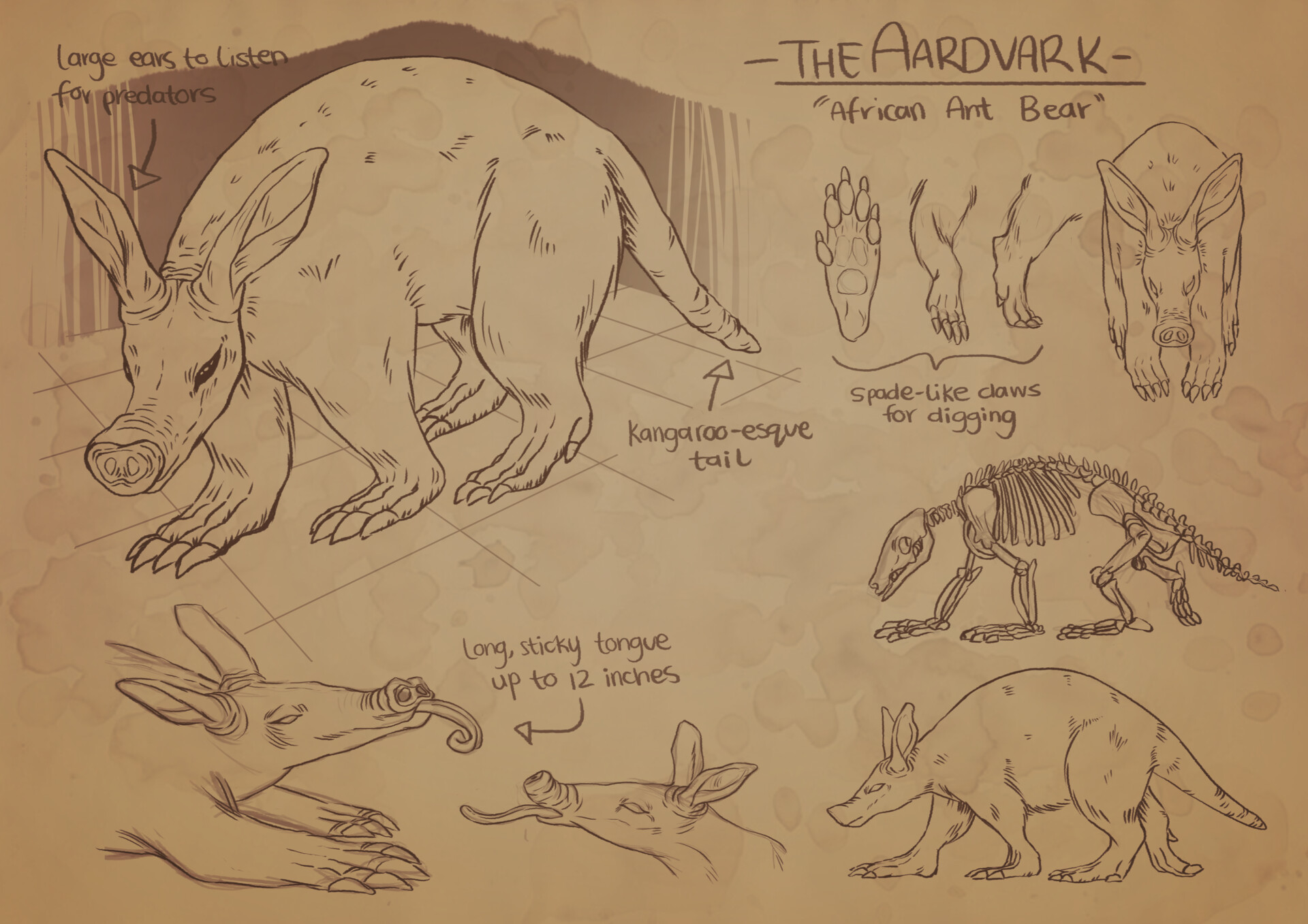 ArtStation - Aardvark Anatomical Drawing