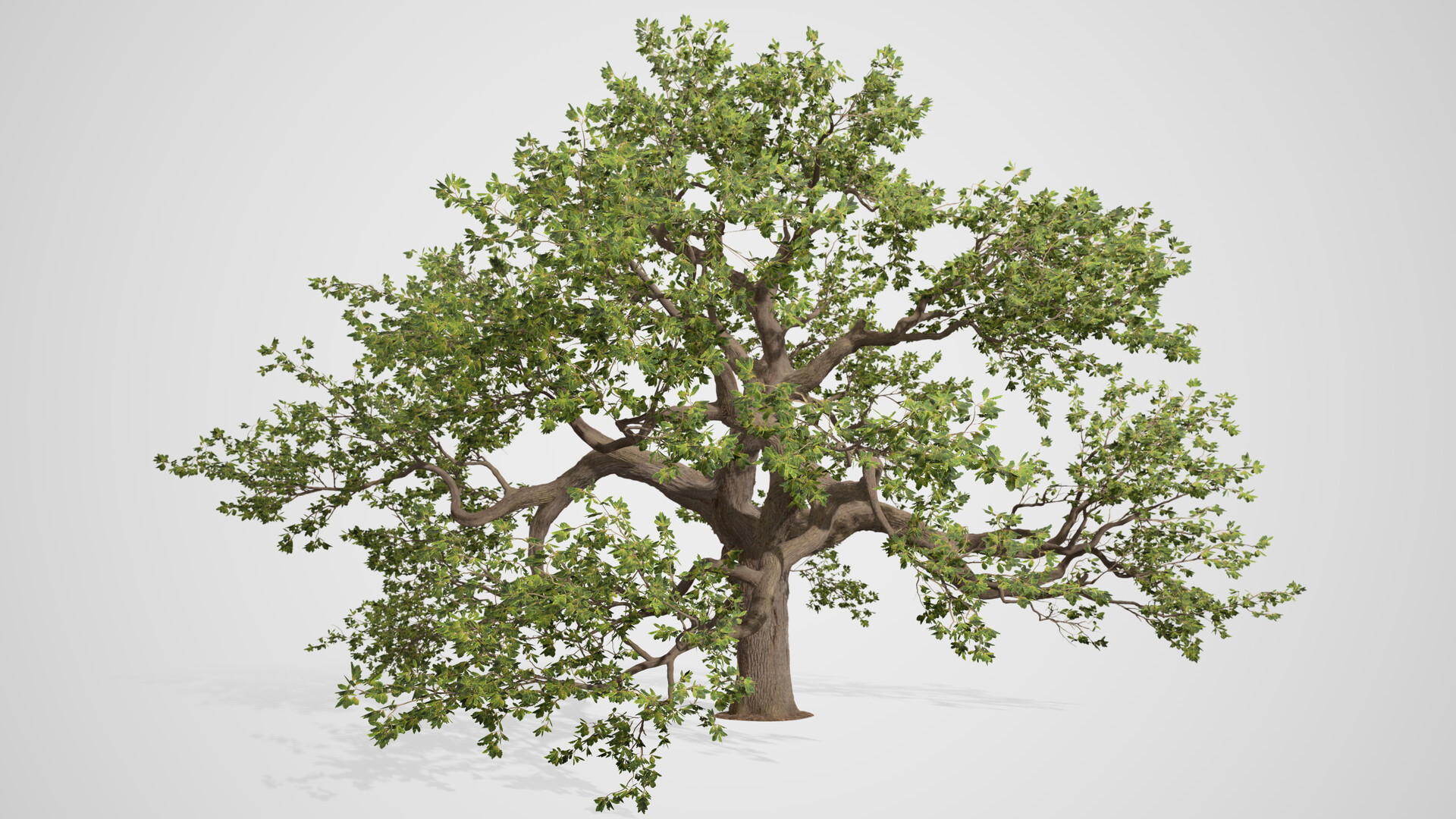 Noah Mingram - SpeedTree 9: Field Oak Hero