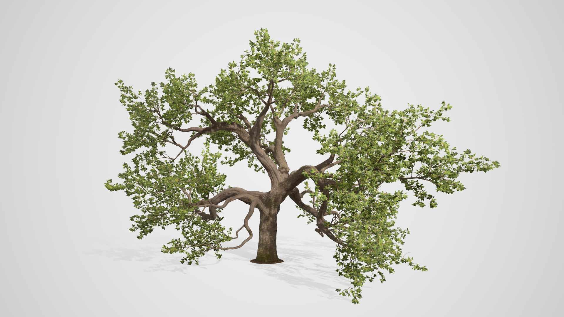 Noah Mingram - Quercus (Oak)