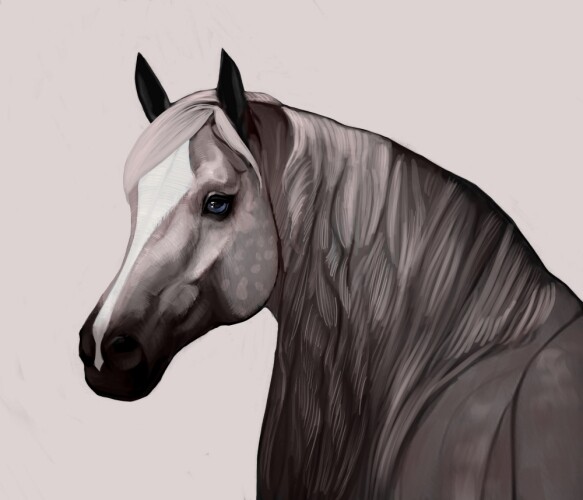 how to draw a dapple grey horse