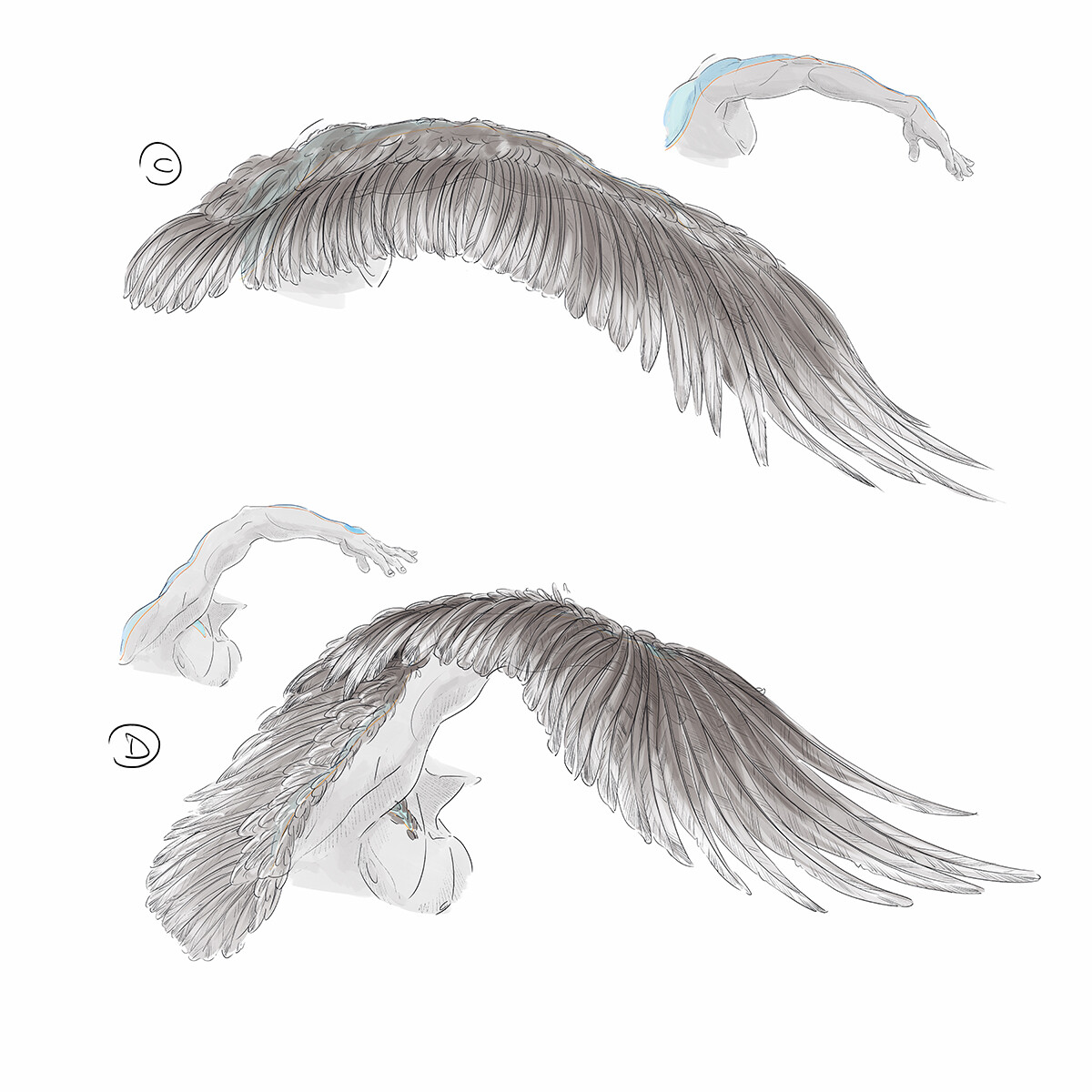 wings side view reference