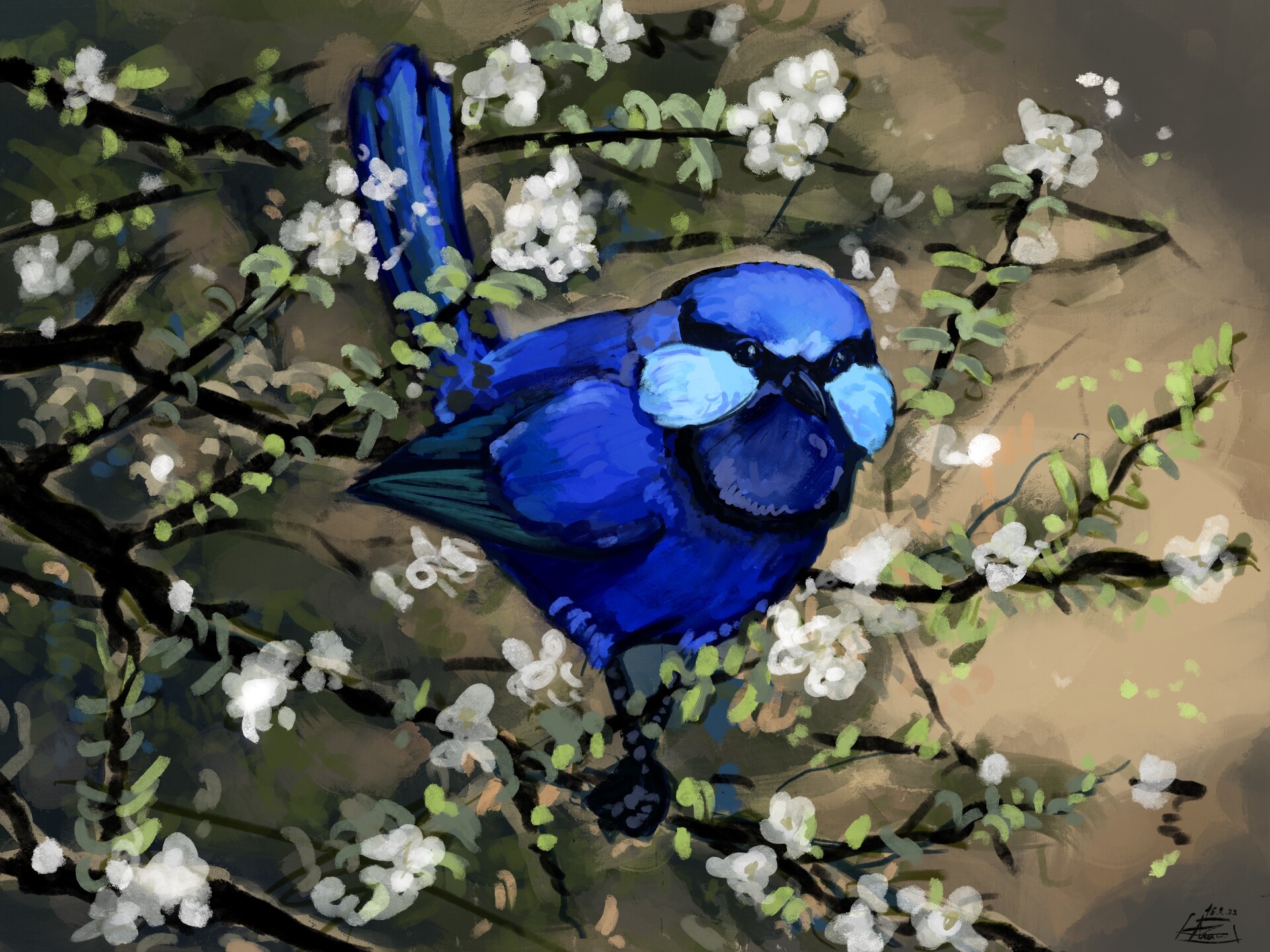 ArtStation - Fairy Wren