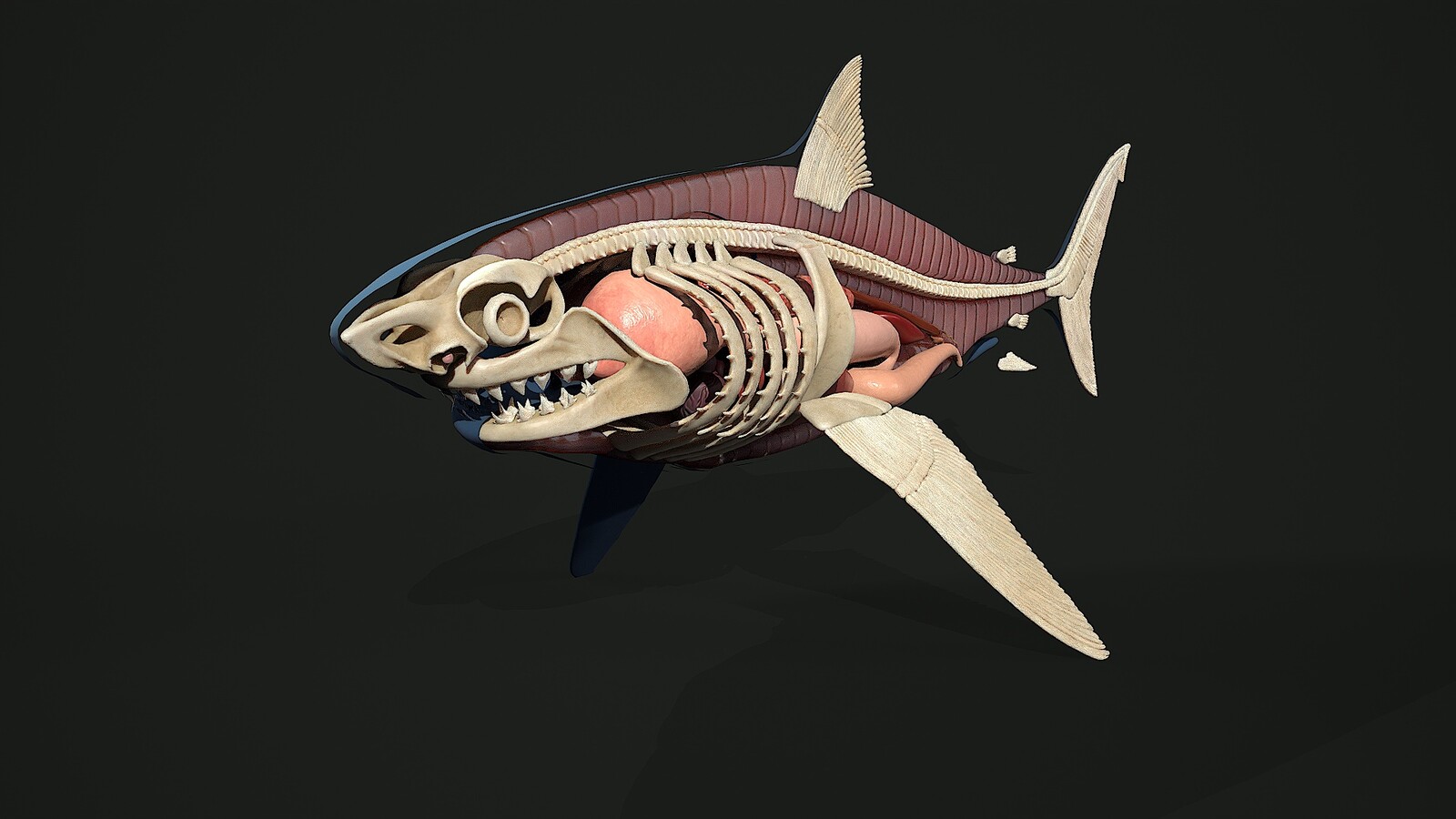 Sergey Egelsky - Shark anatomy model
