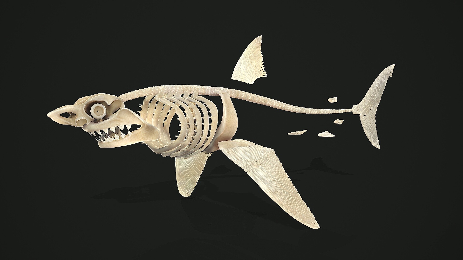 Great White Shark Skull