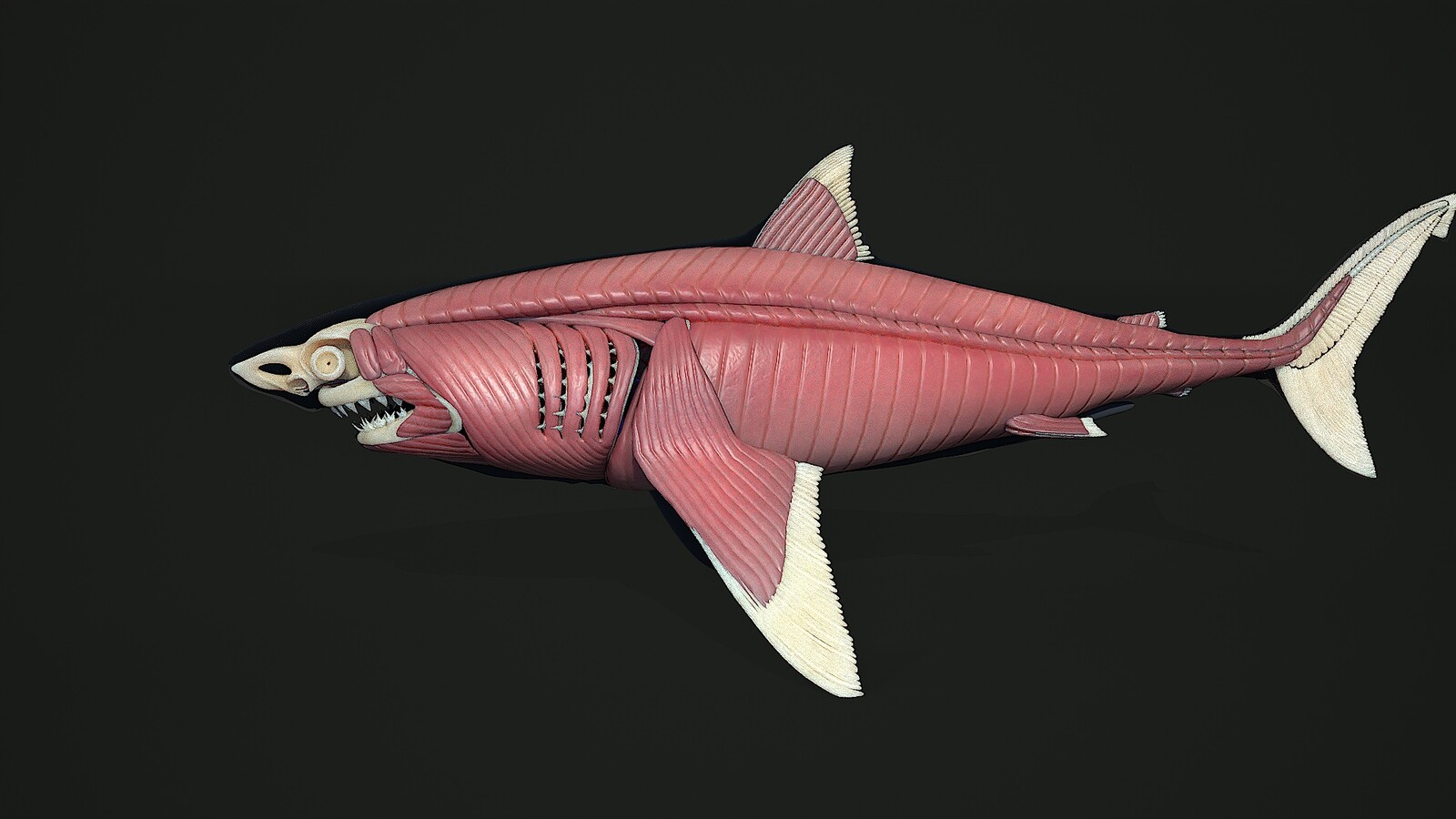 Sergey Egelsky - Shark anatomy model