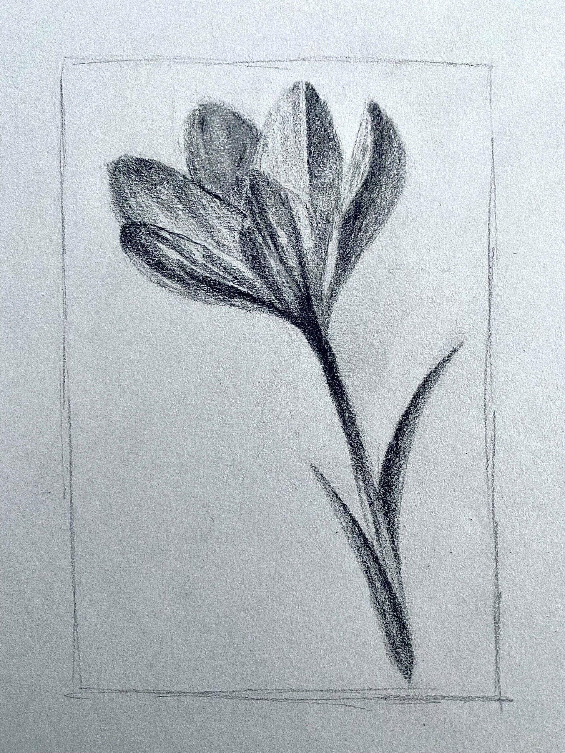 ArtStation - Flower sketch 1