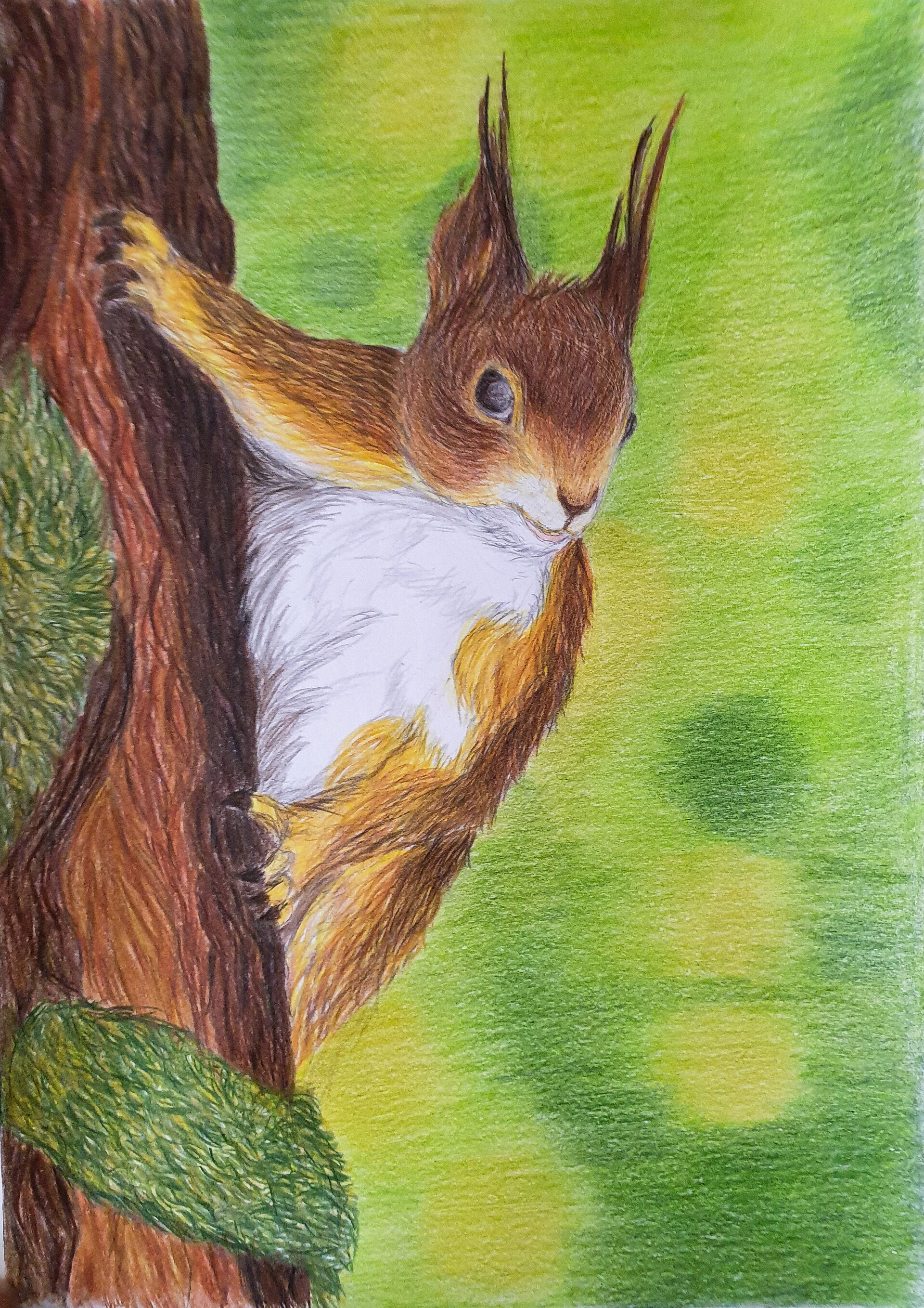 ArtStation - Squirrel