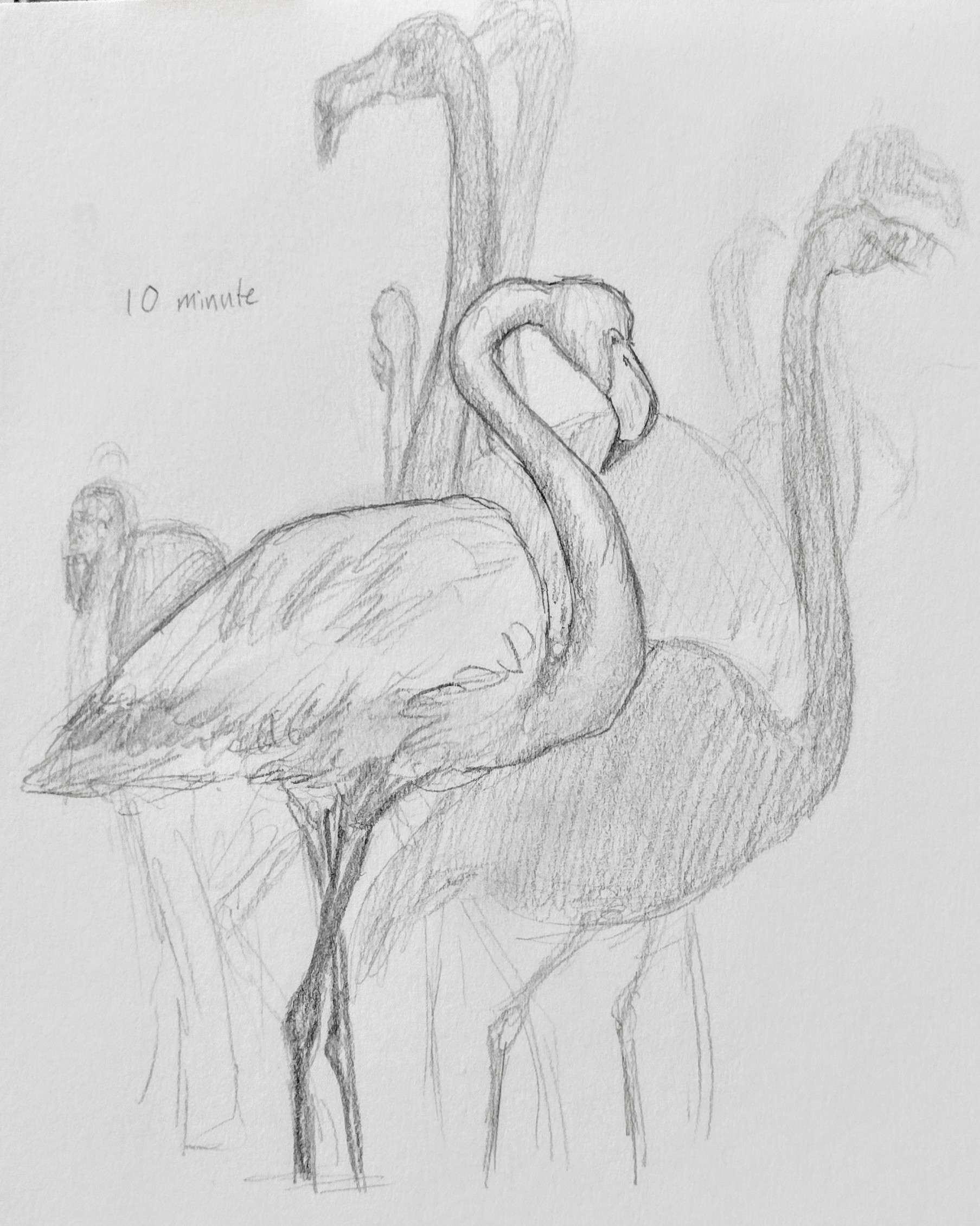 ArtStation - Flamingos