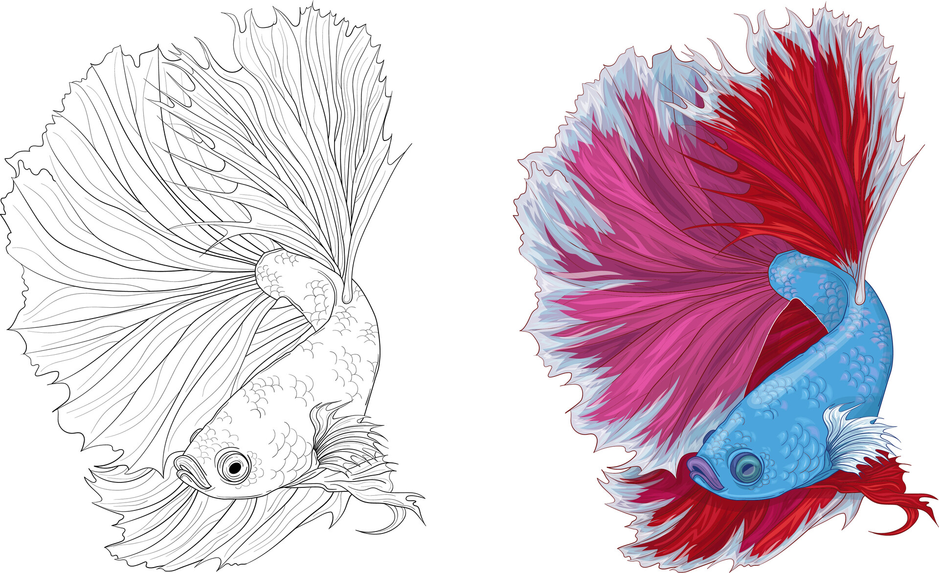 ArtStation - Siamese fighting fish