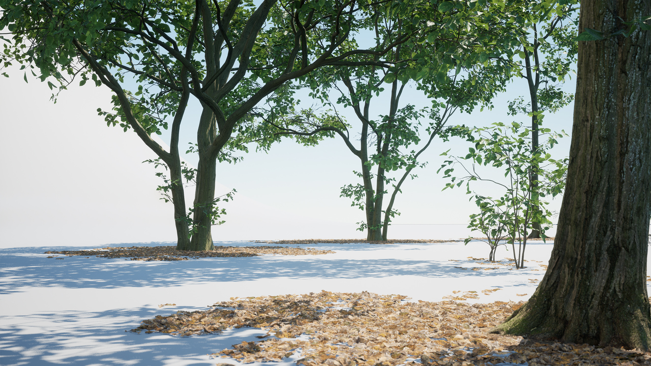 Simon Barle - Megascans Trees: European Hornbeam