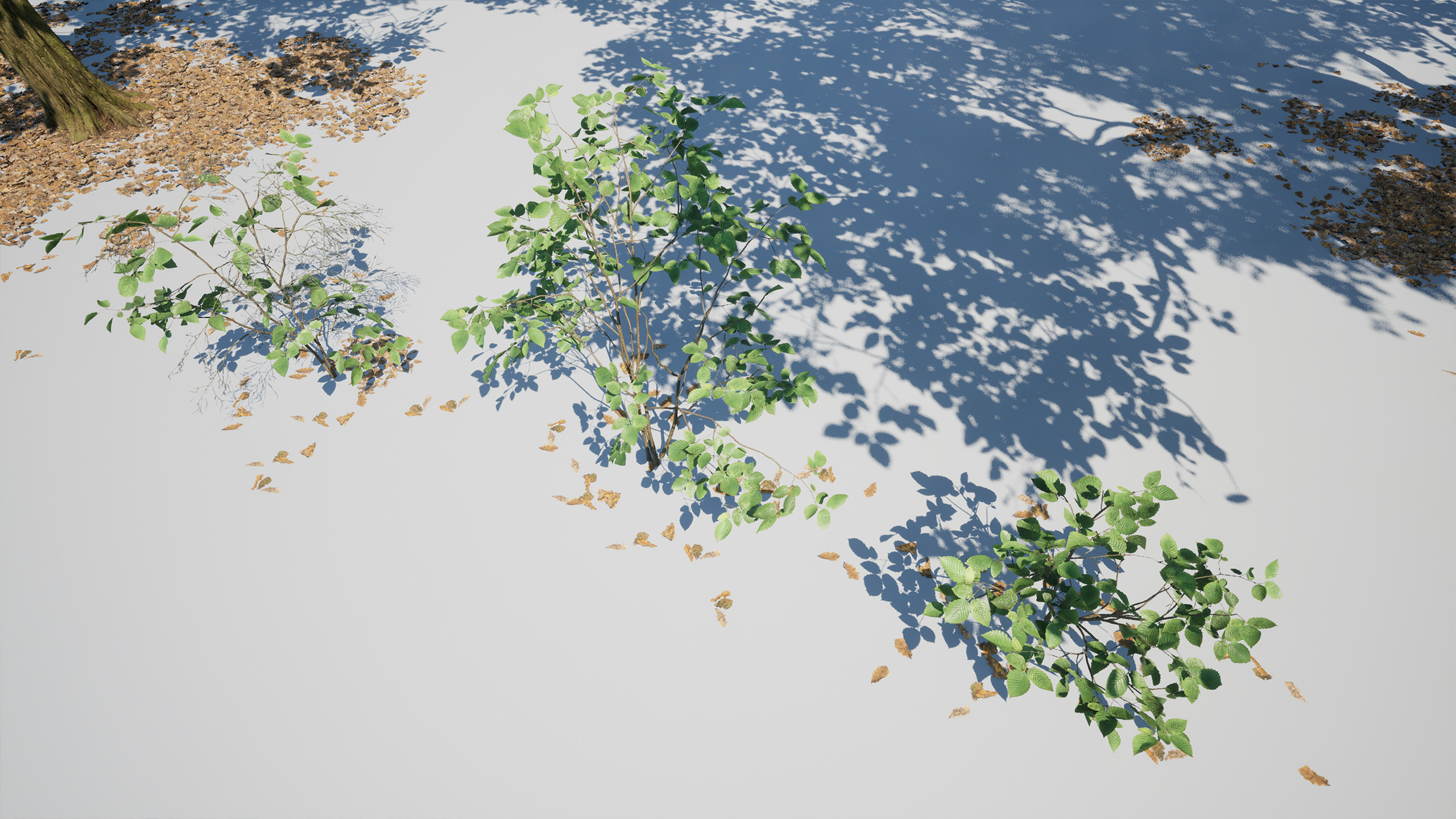 Simon Barle - Megascans Trees: European Hornbeam