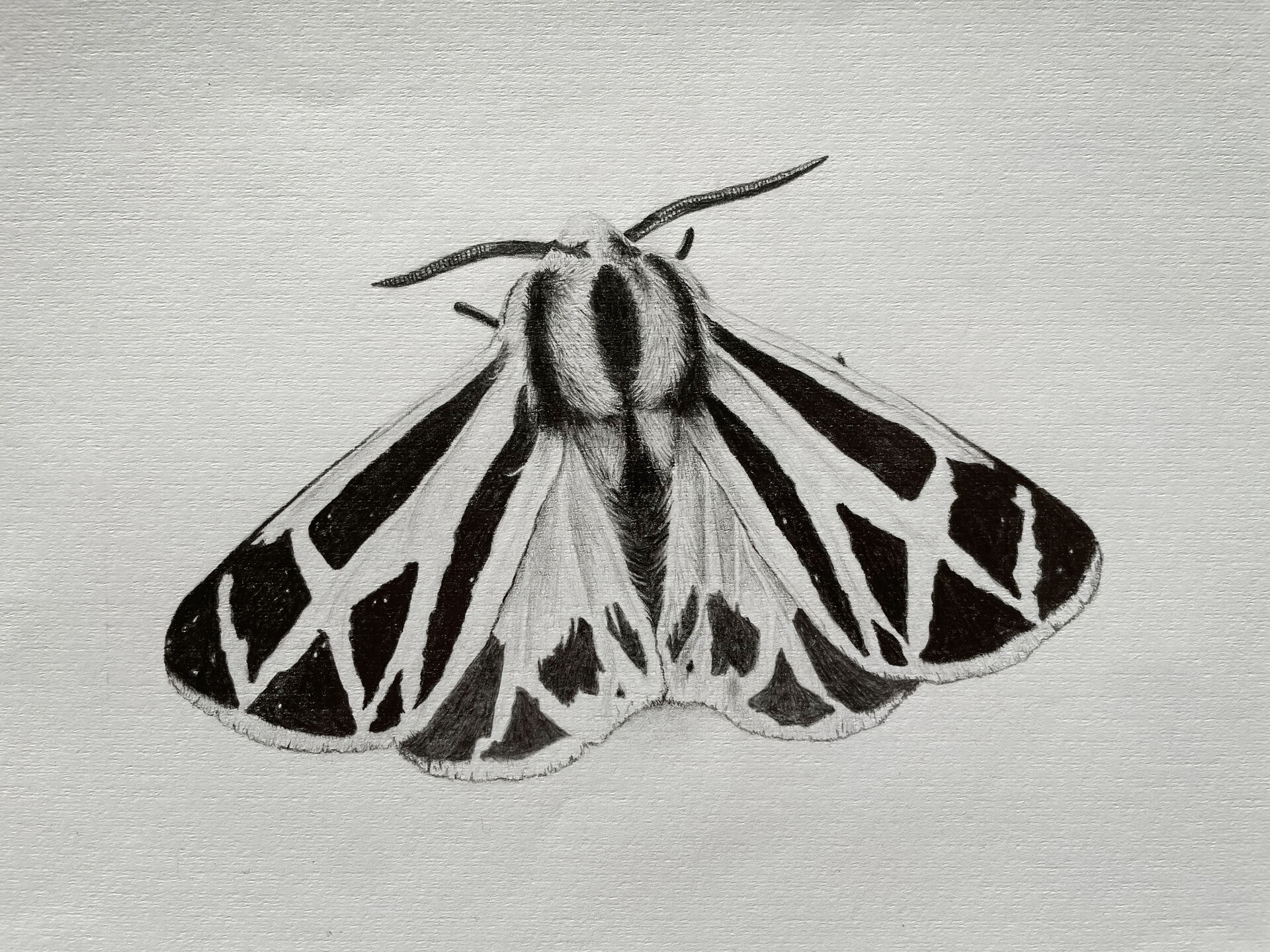 ArtStation - Study of Tiger moth