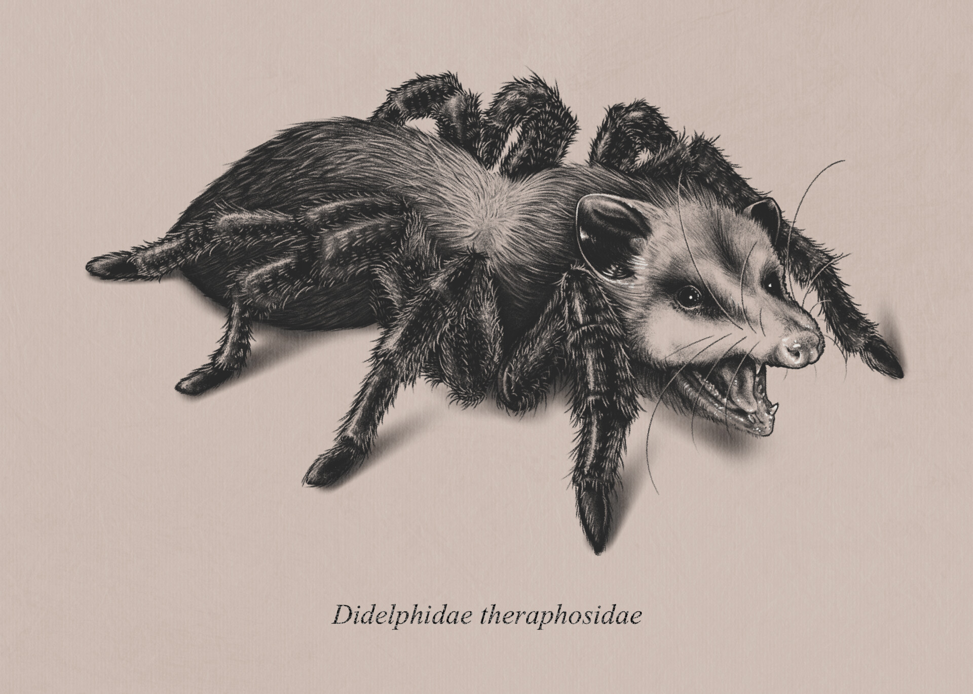ArtStation - Didelphidae Theraphosidae