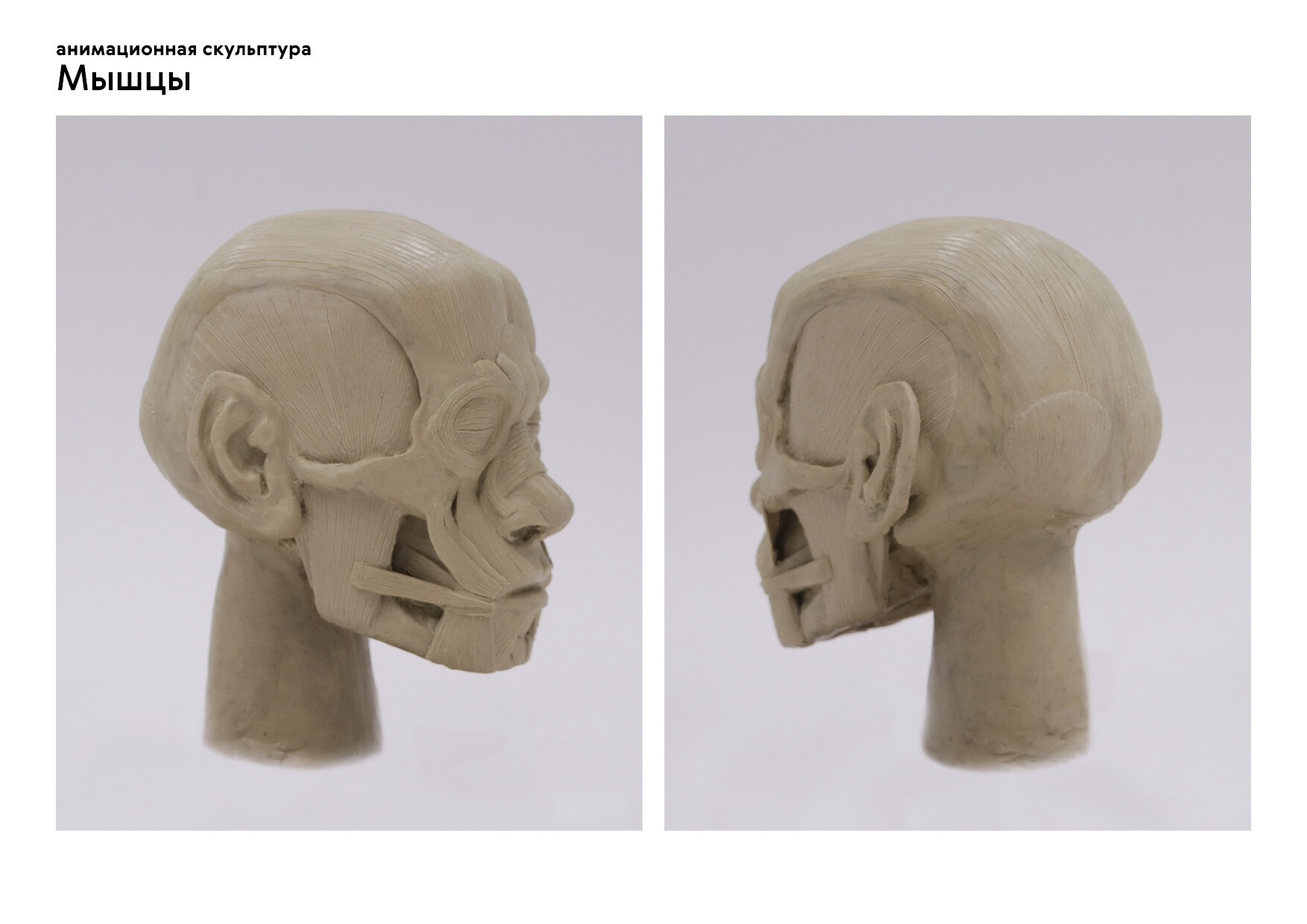 ArtStation - animation sculpture. anatomy. head muscles