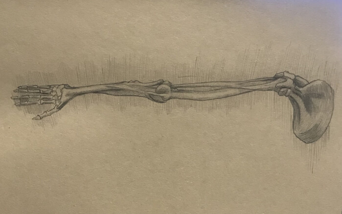 how to draw skeleton arms
