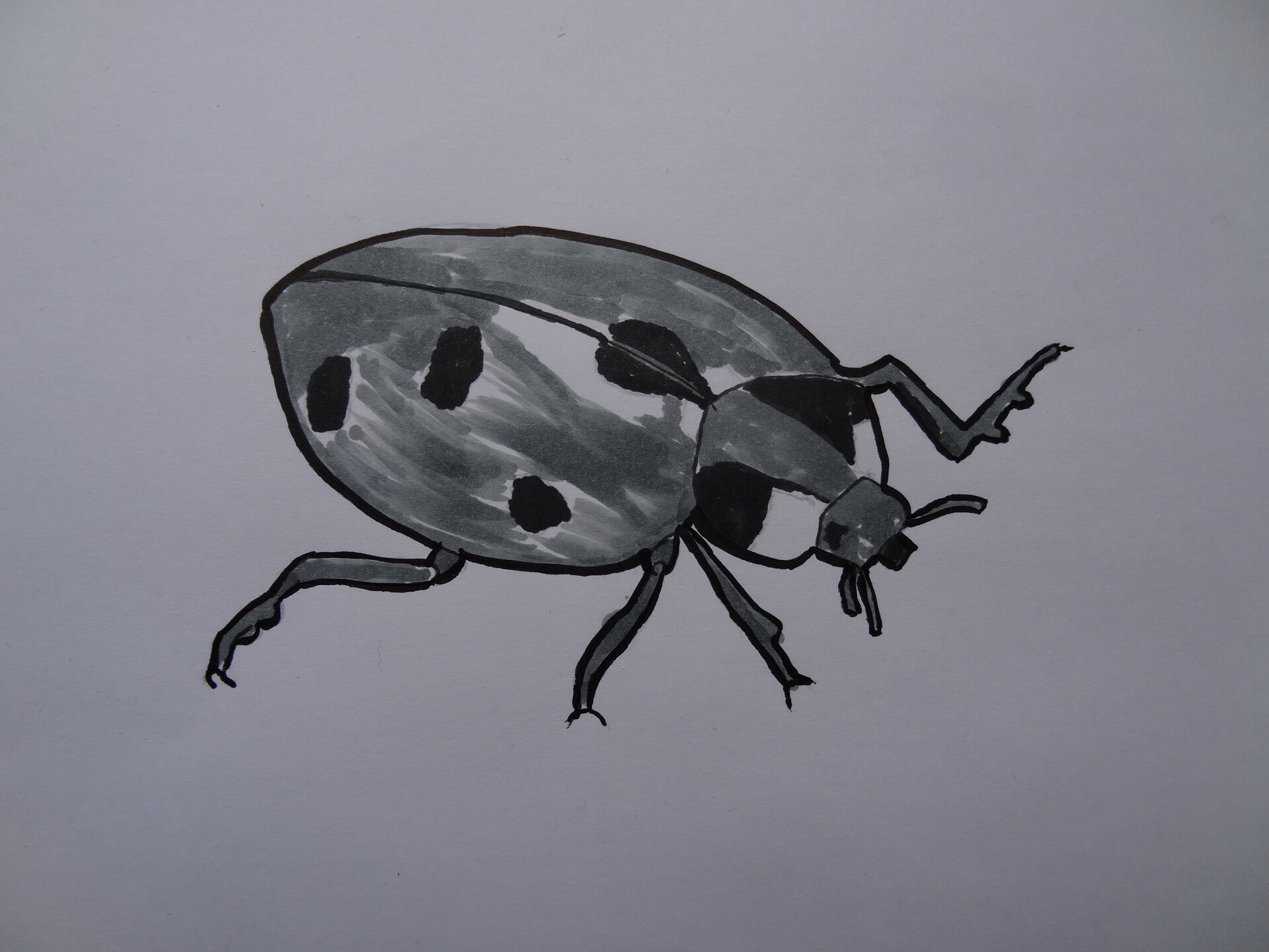 ArtStation - Ladybug