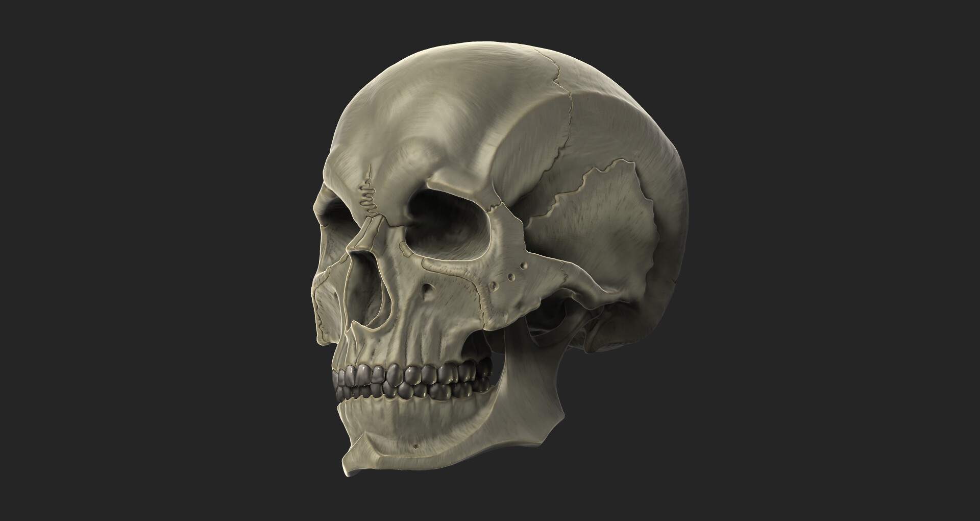 ArtStation - Anatomy practice: SKULL