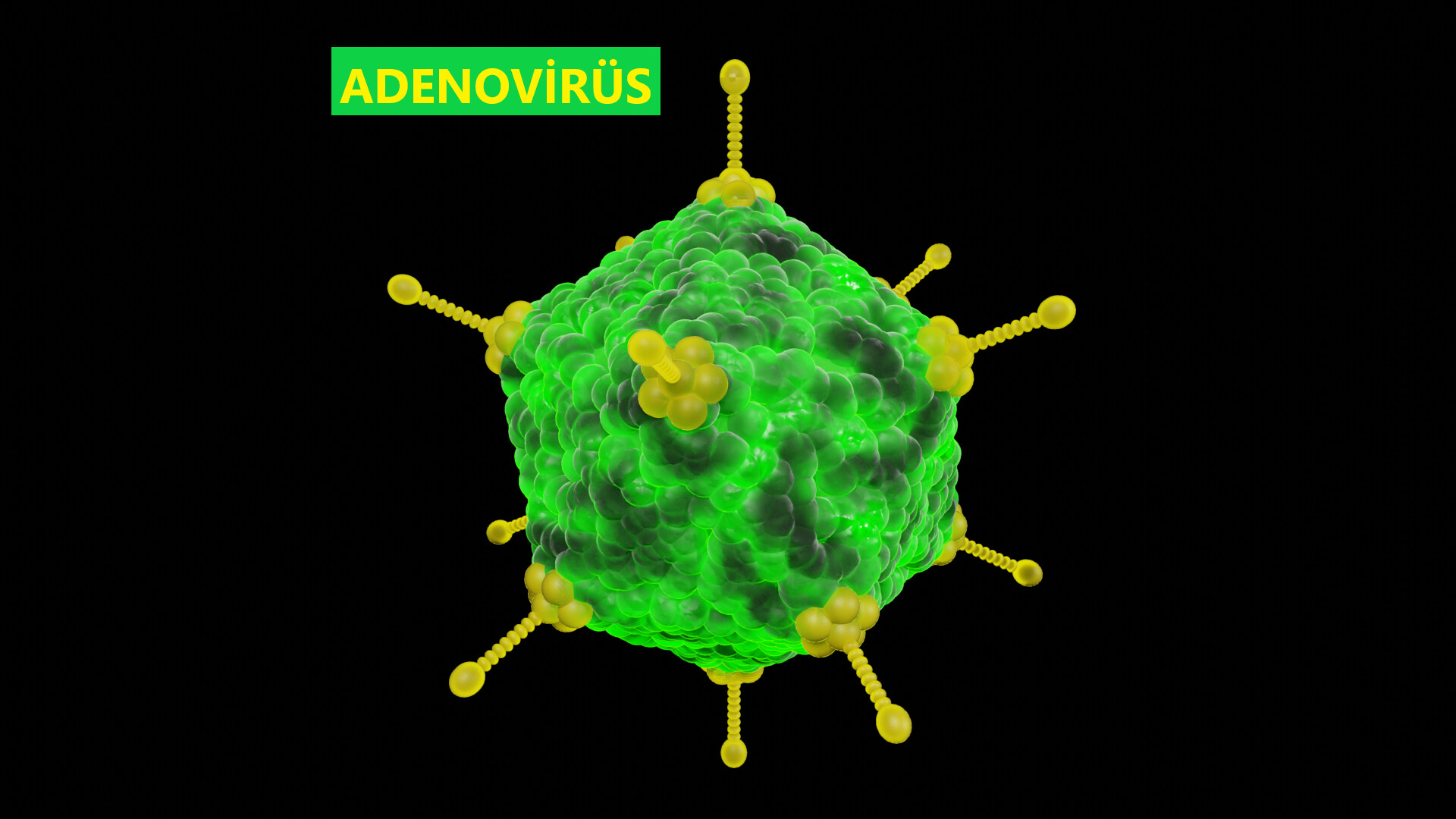 Adenovirus Model