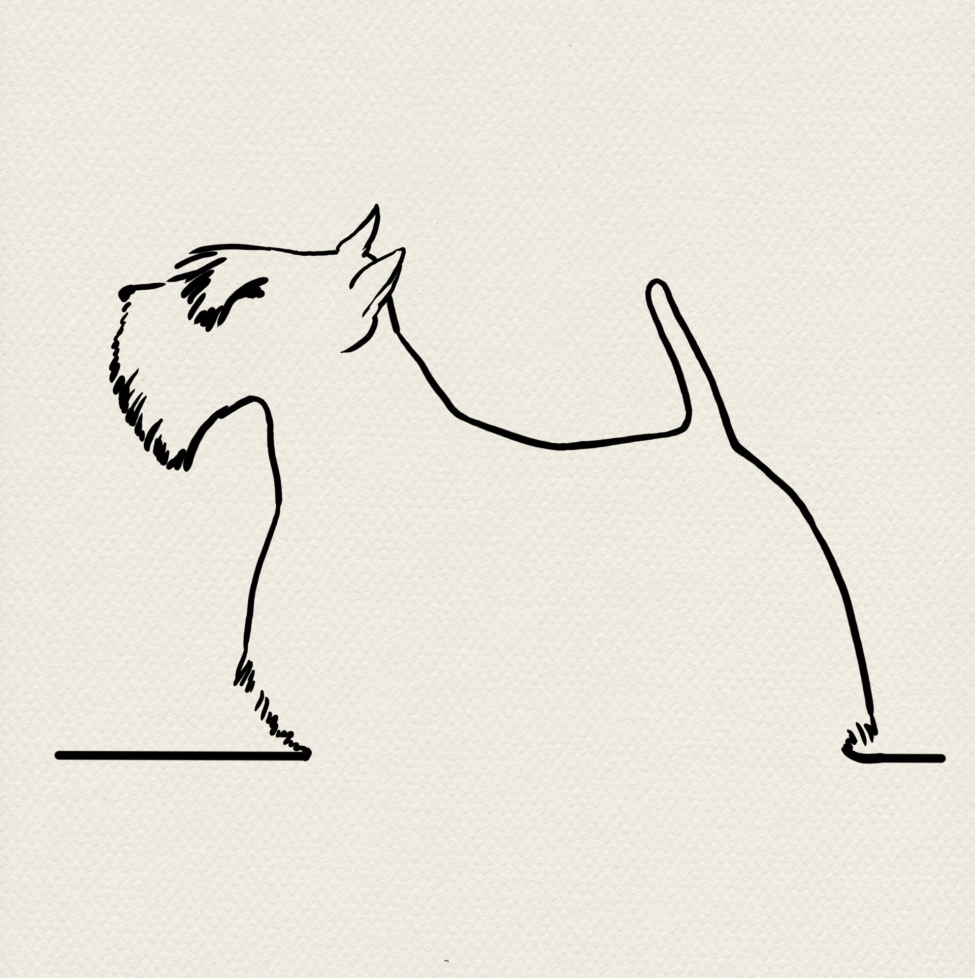 ArtStation - Scottish Terrier