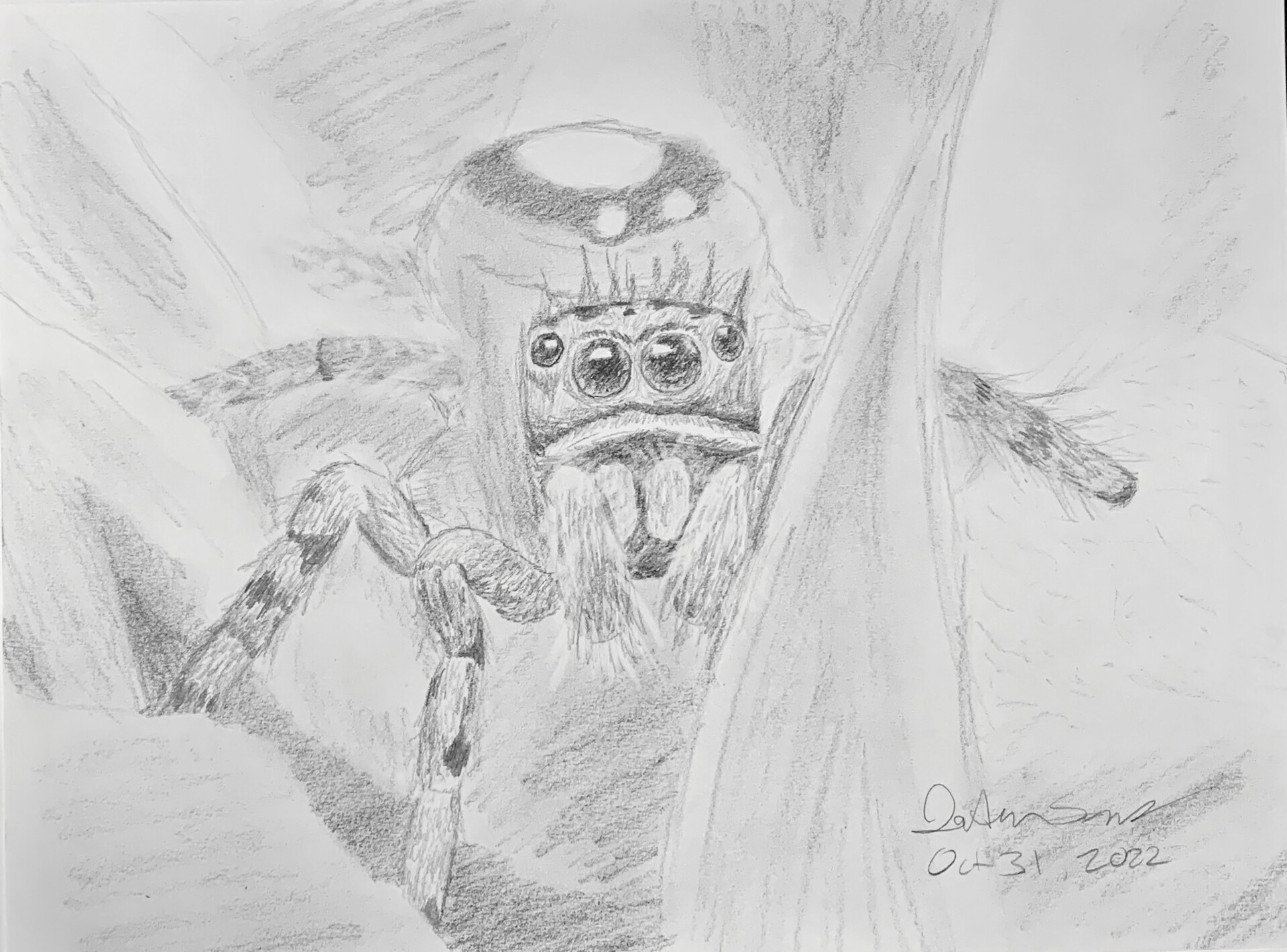 ArtStation - Macro Photography Jumping Spider Study