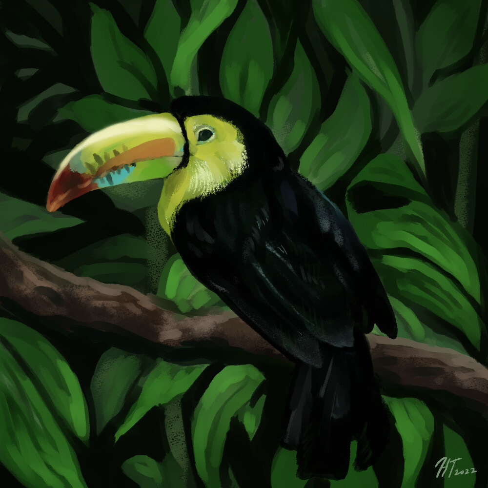 ArtStation - Toucan Digital Study