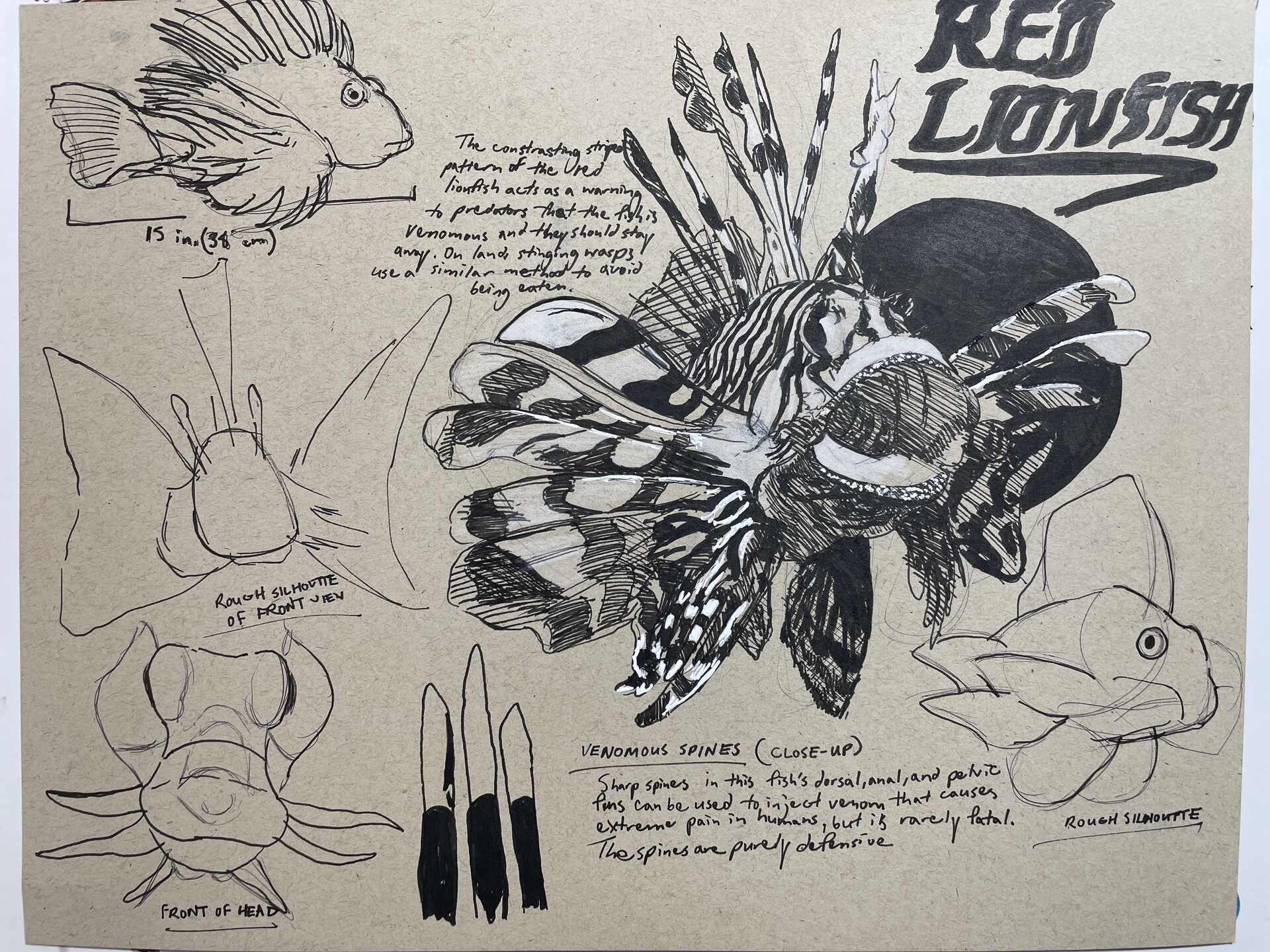 ArtStation - NMA Dynamic Sketching Week 3: Marine Animals