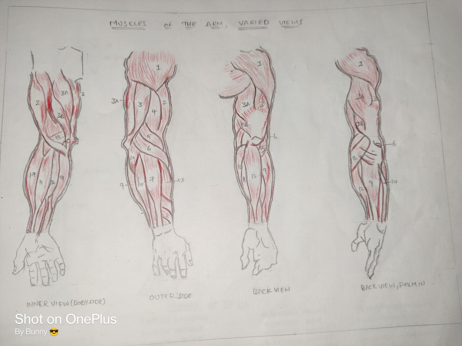 ArtStation - Muscles of the arm varied view
