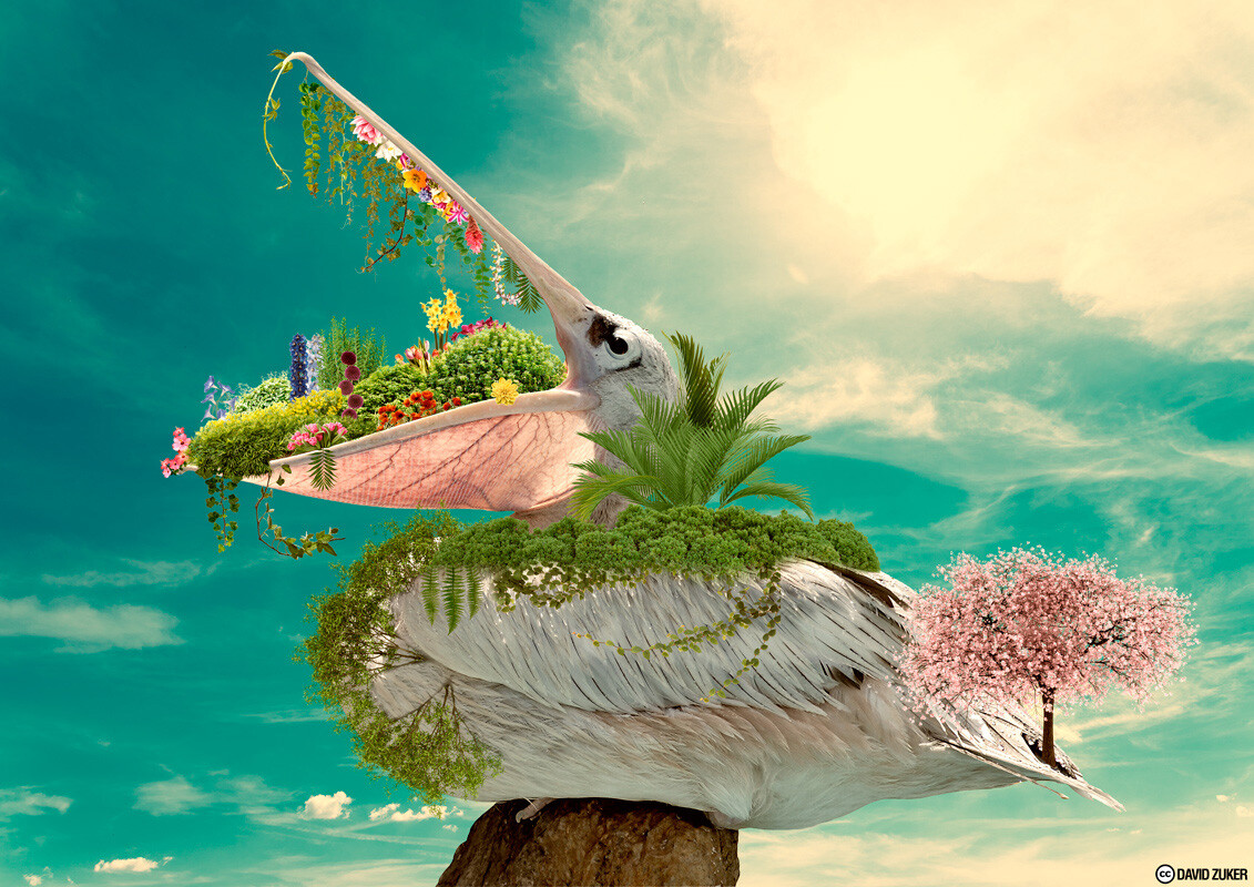 DAVID ZUKER - PELICAN