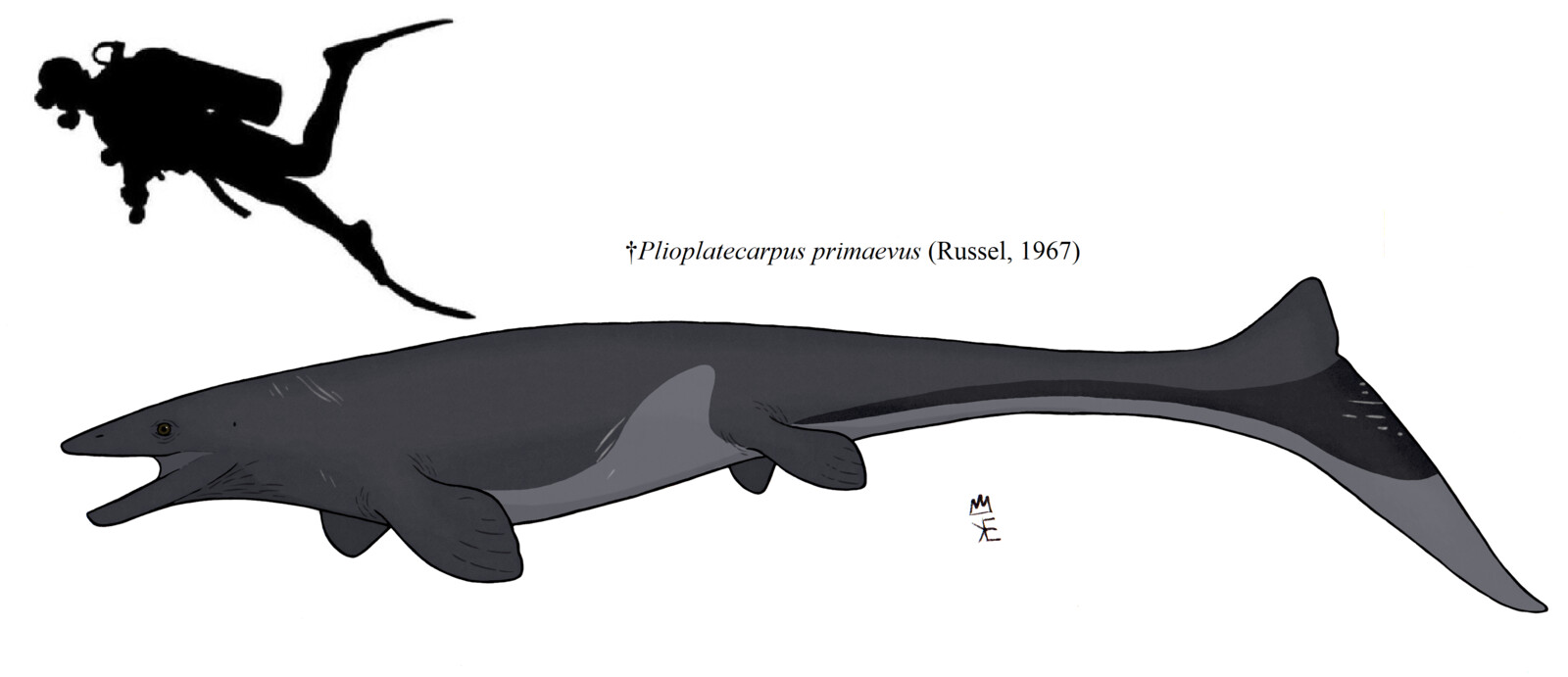 Thomas Sutton - Plioplatecarups primaevus
