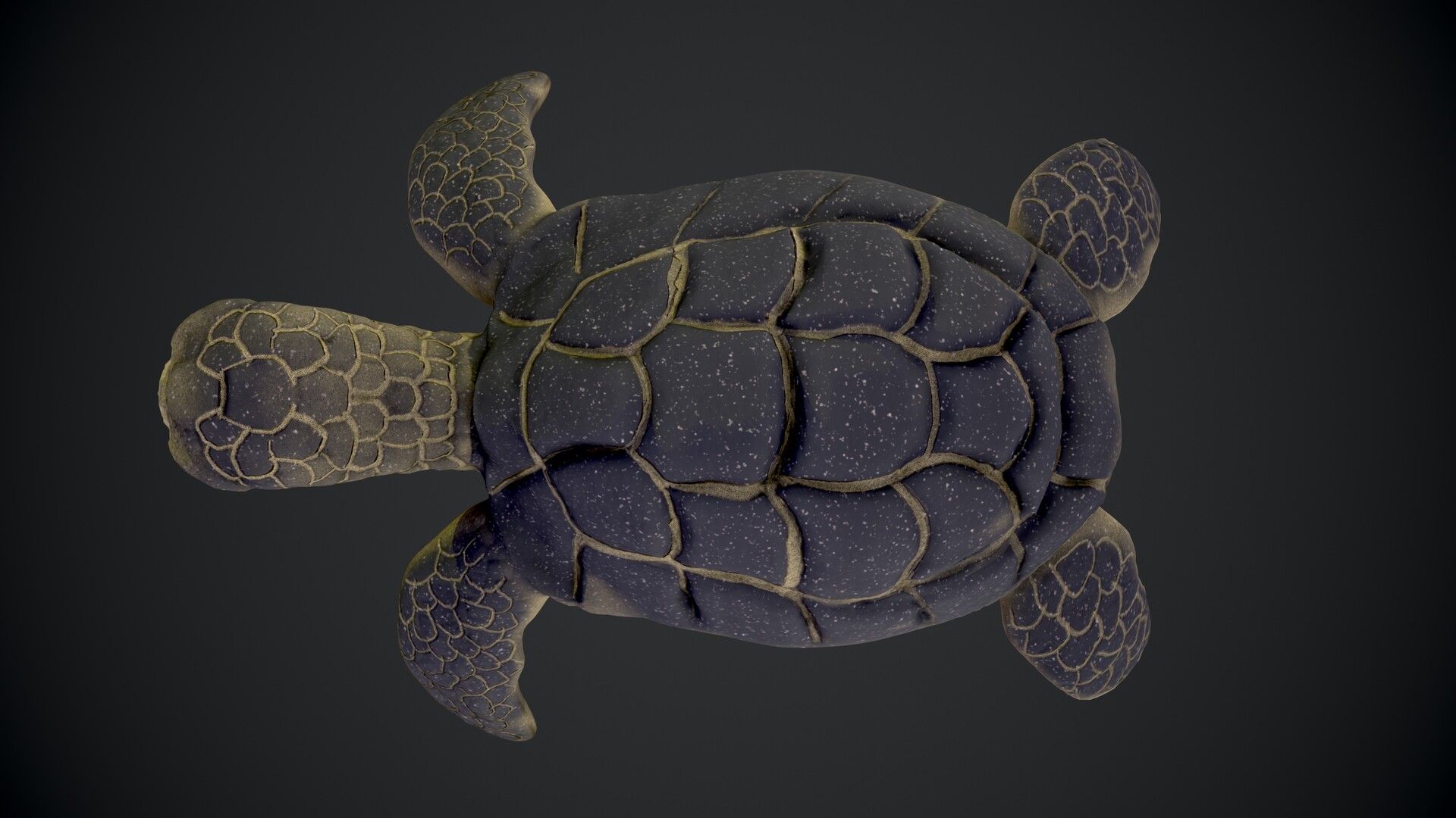 Harish RB - Turtle Modeling