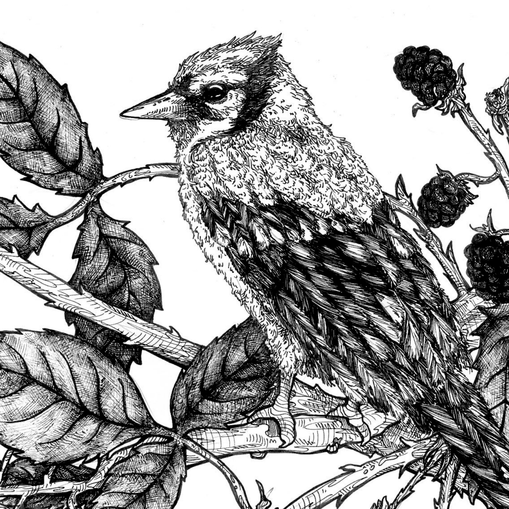 ArtStation - Blue Jay Cut I