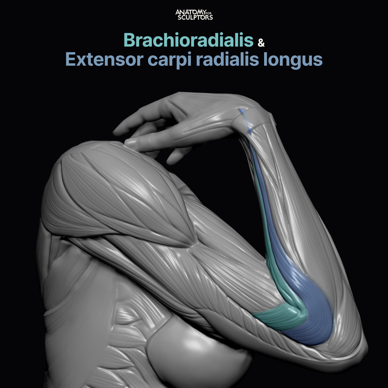 ArtStation - Brachioradialis & Extensor carpi radialis longus
