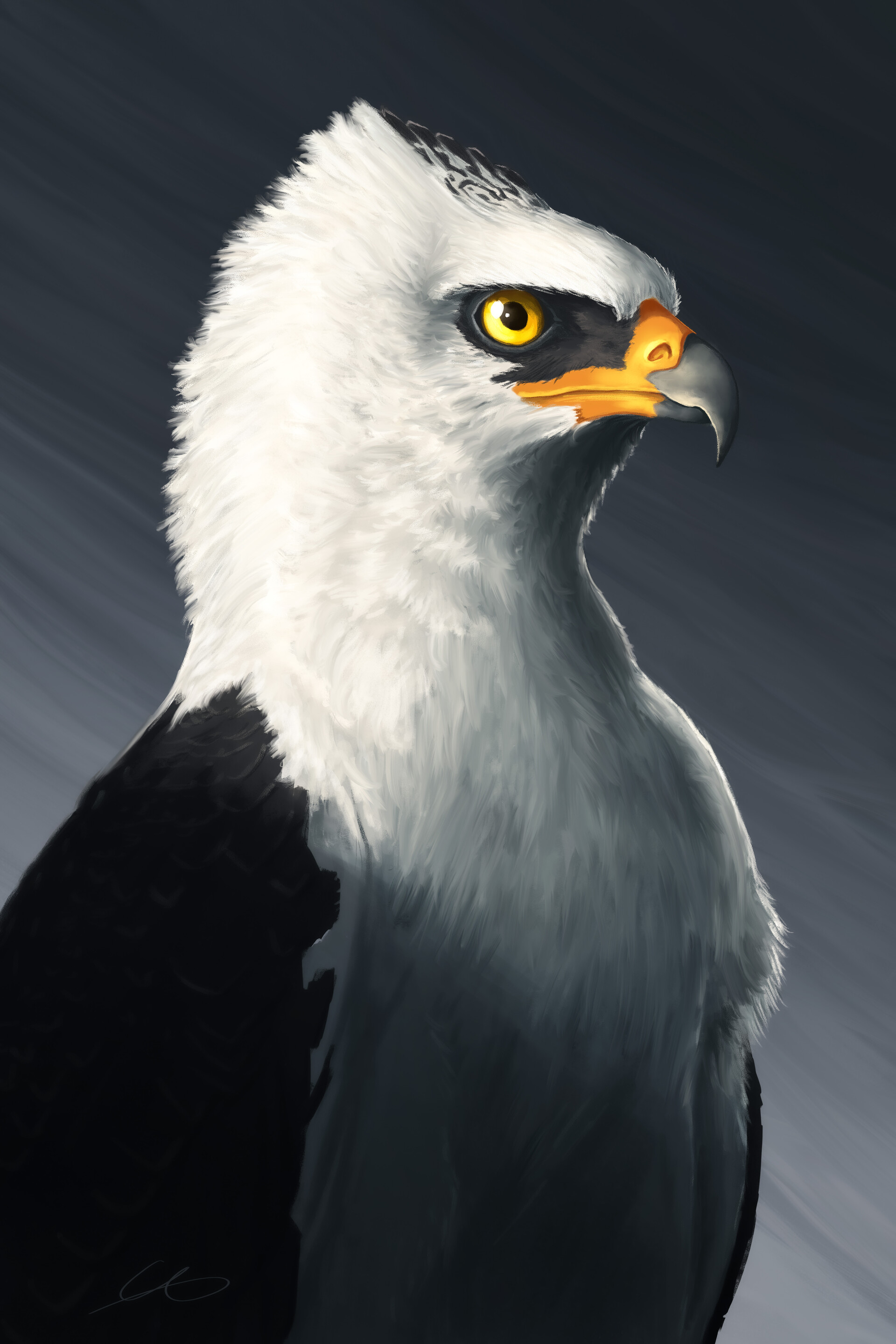 ArtStation - Black-and-white hawk-eagle