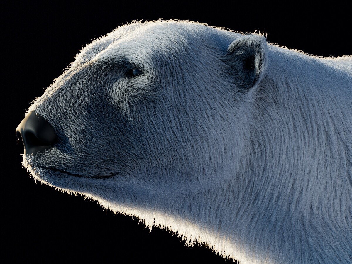 Mayur Jaiswal - Polar Bear!