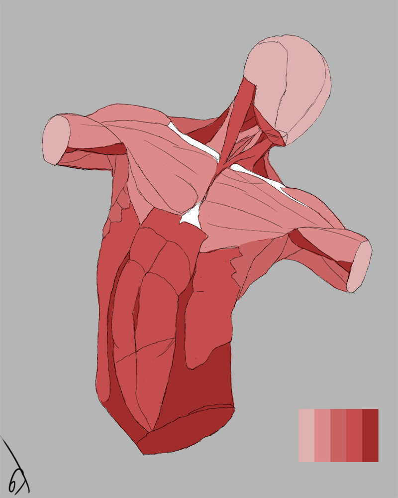 ArtStation - Quickstudy Torso
