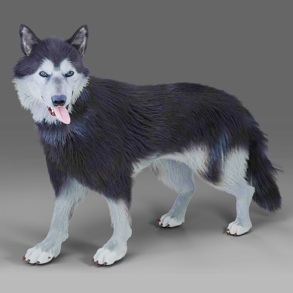 ArtStation - Fur Gray Wolf V01 Rigged and Animation in Blender
