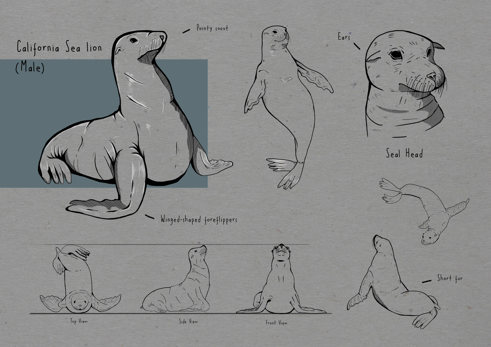 ArtStation - Sea lion Anatomy Study