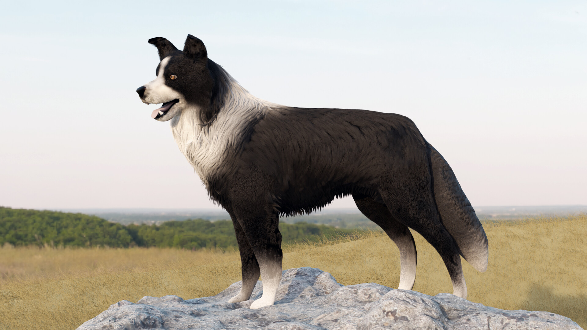 border collie edits