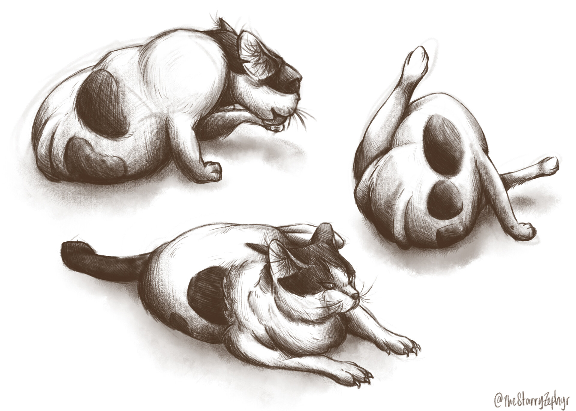 ArtStation - Cat Studies