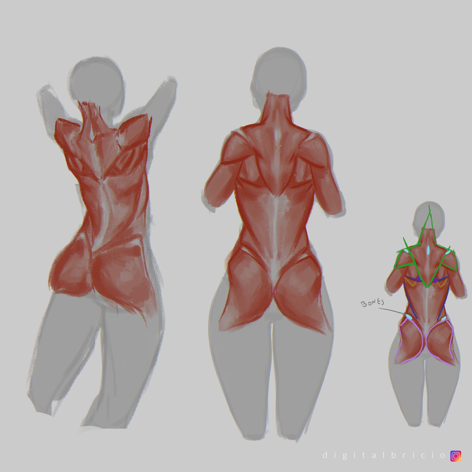 Female Back Anatomy
