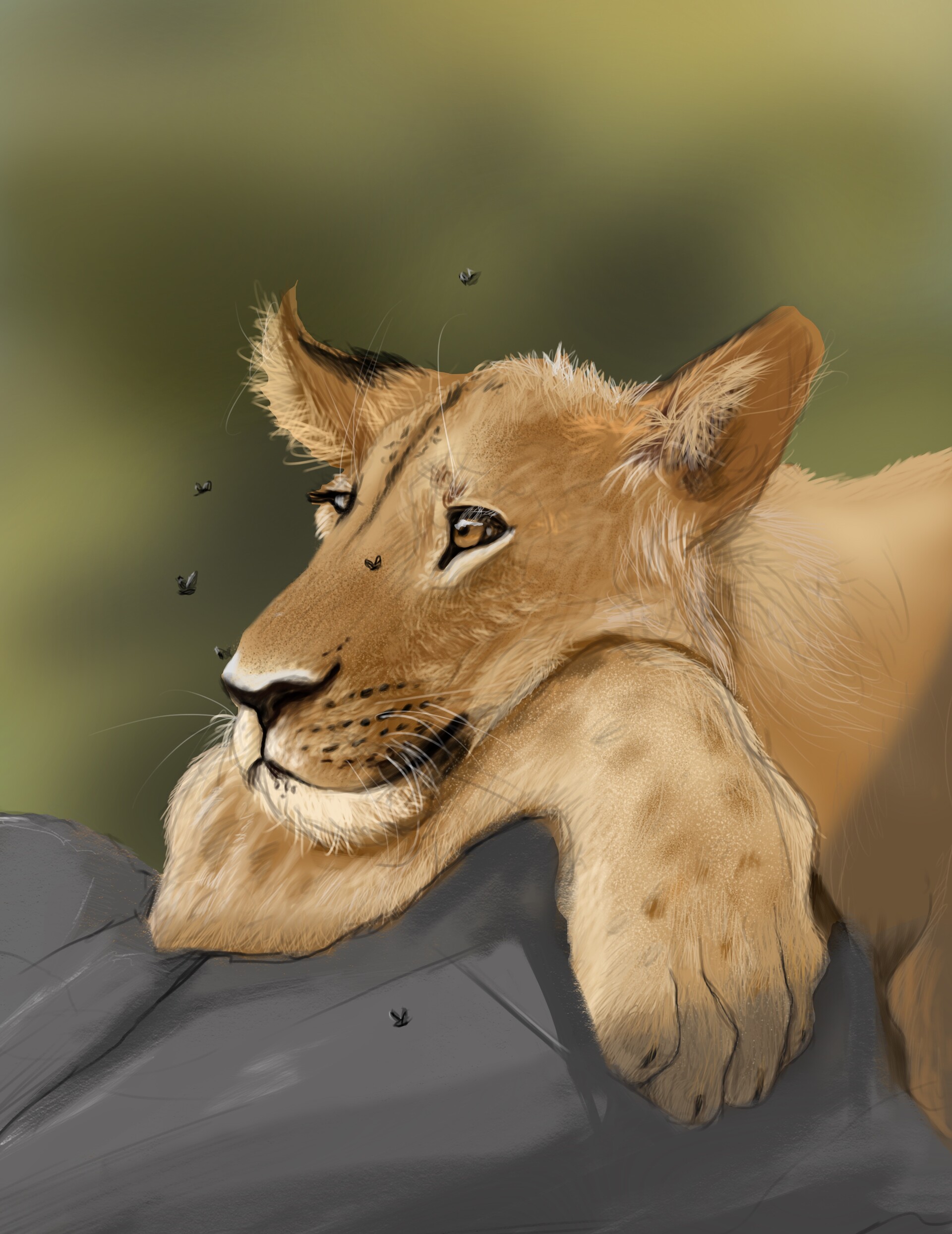 how to draw a female lion lying down