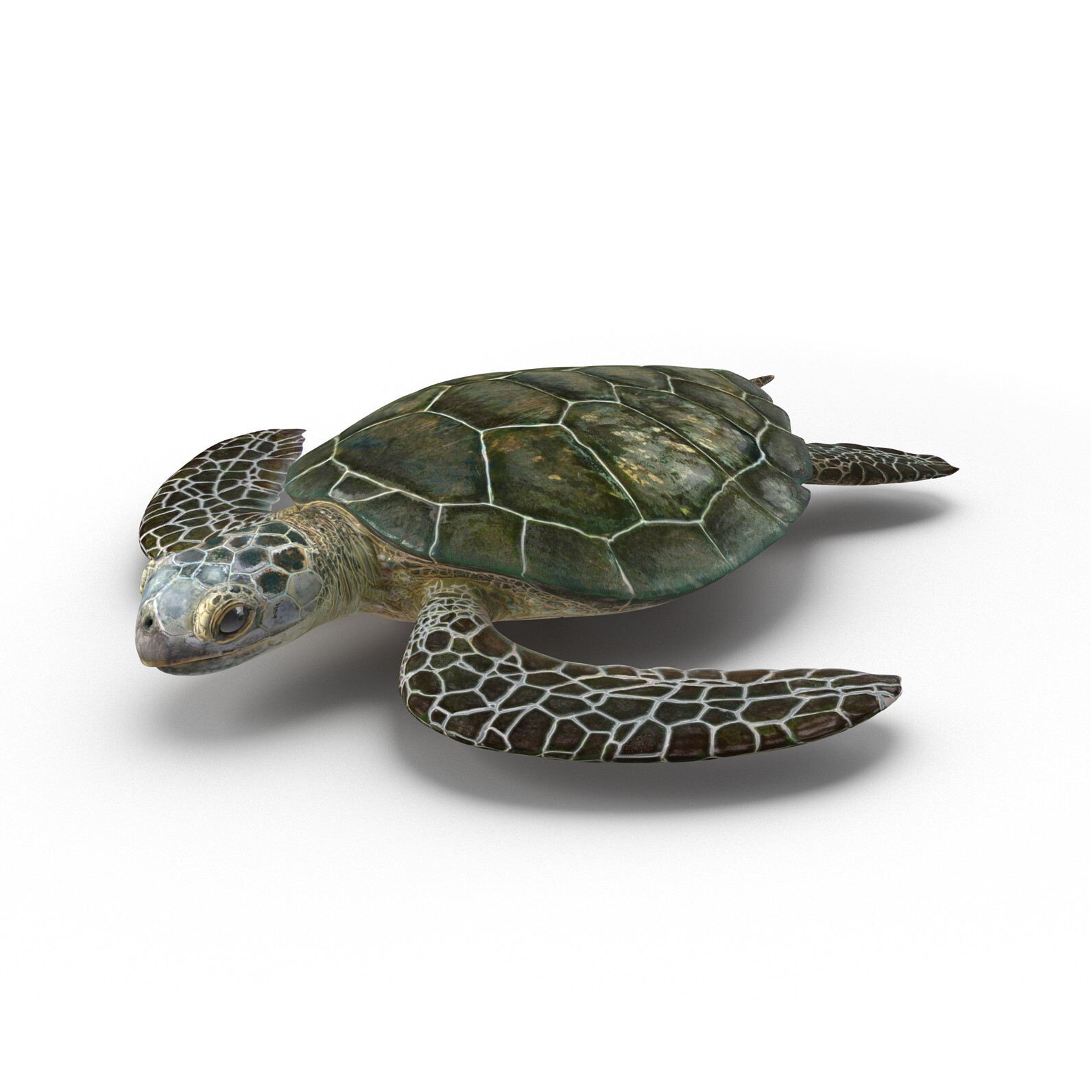 ArtStation - Sea turtle