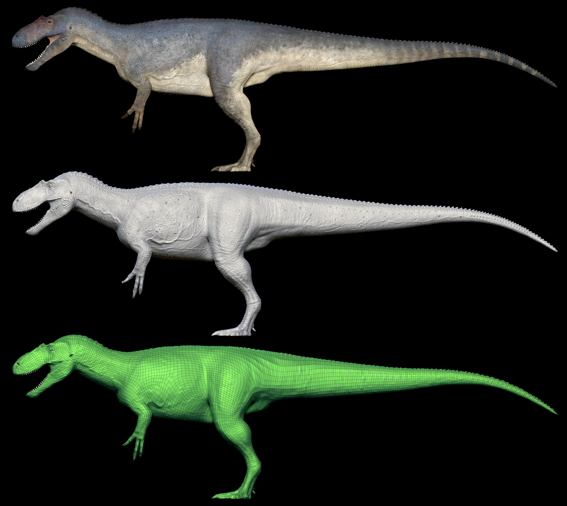 Afrovenator Skeleton