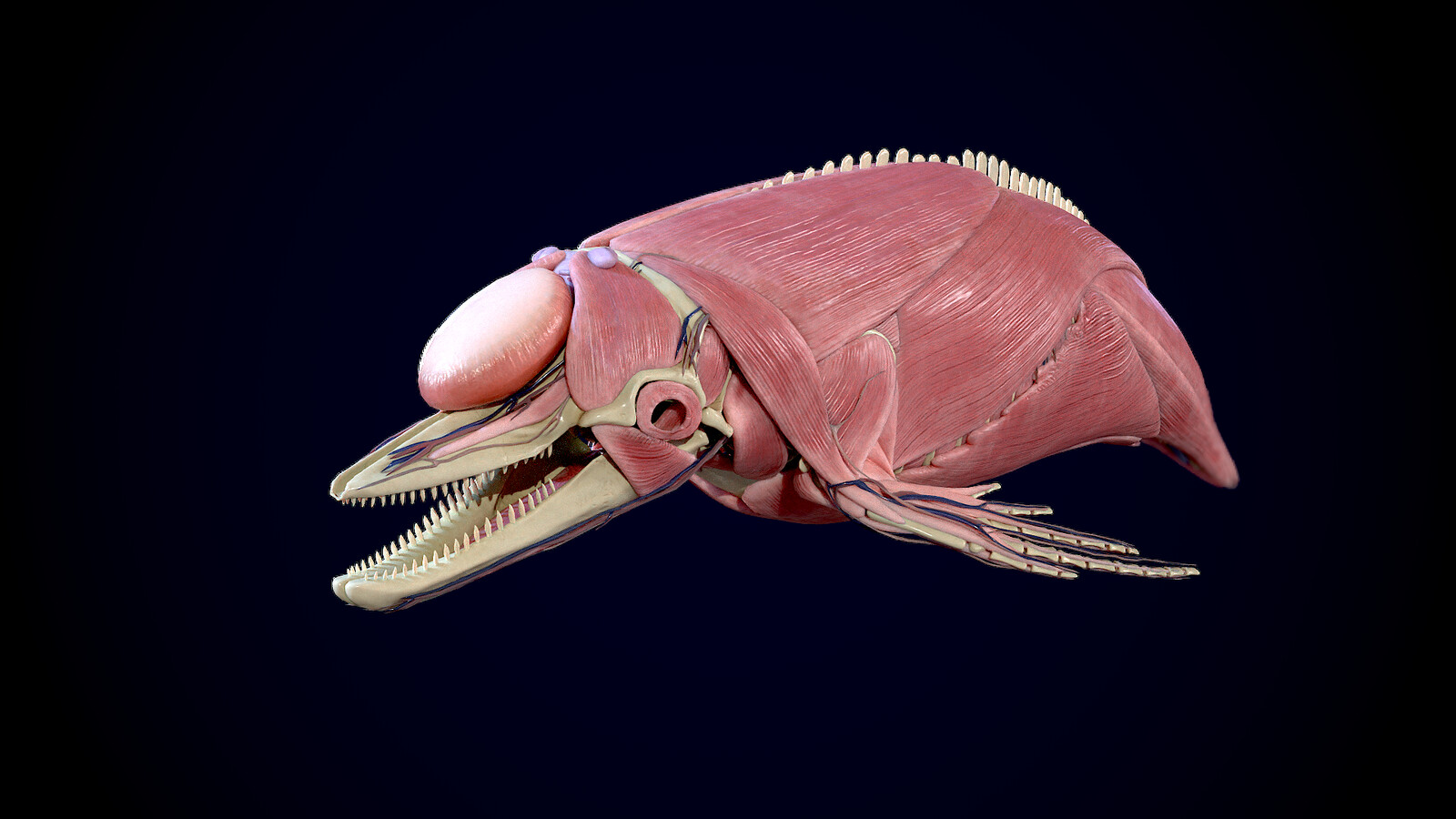 Sergey Egelsky - Dolphin anatomy