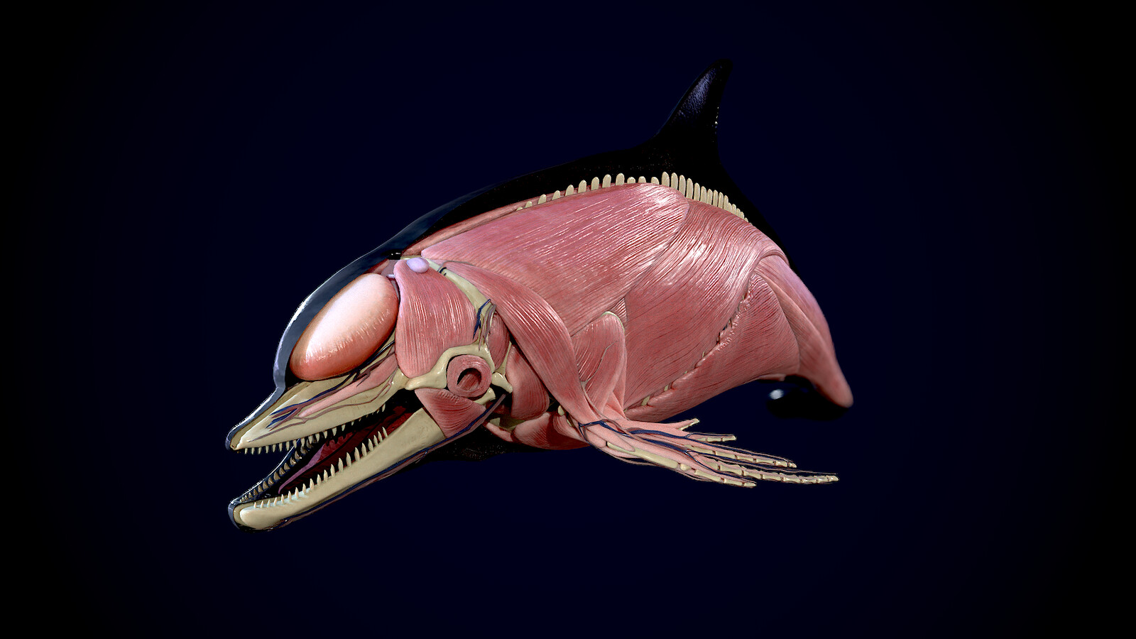 Sergey Egelsky - Dolphin anatomy