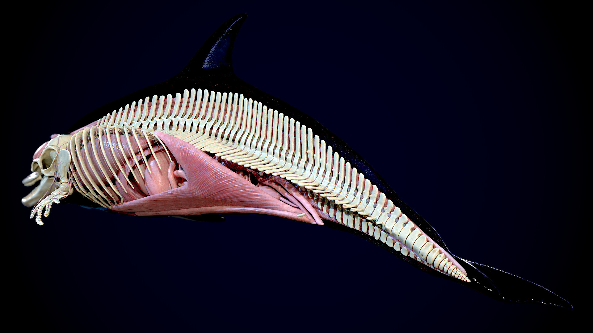 Sergey Egelsky - Dolphin anatomy