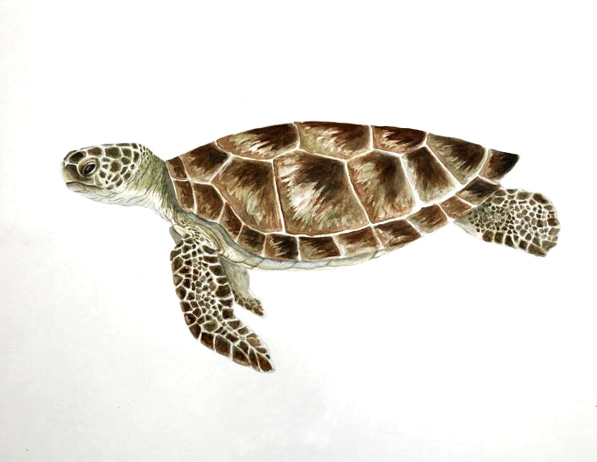ArtStation - Chelonia mydas